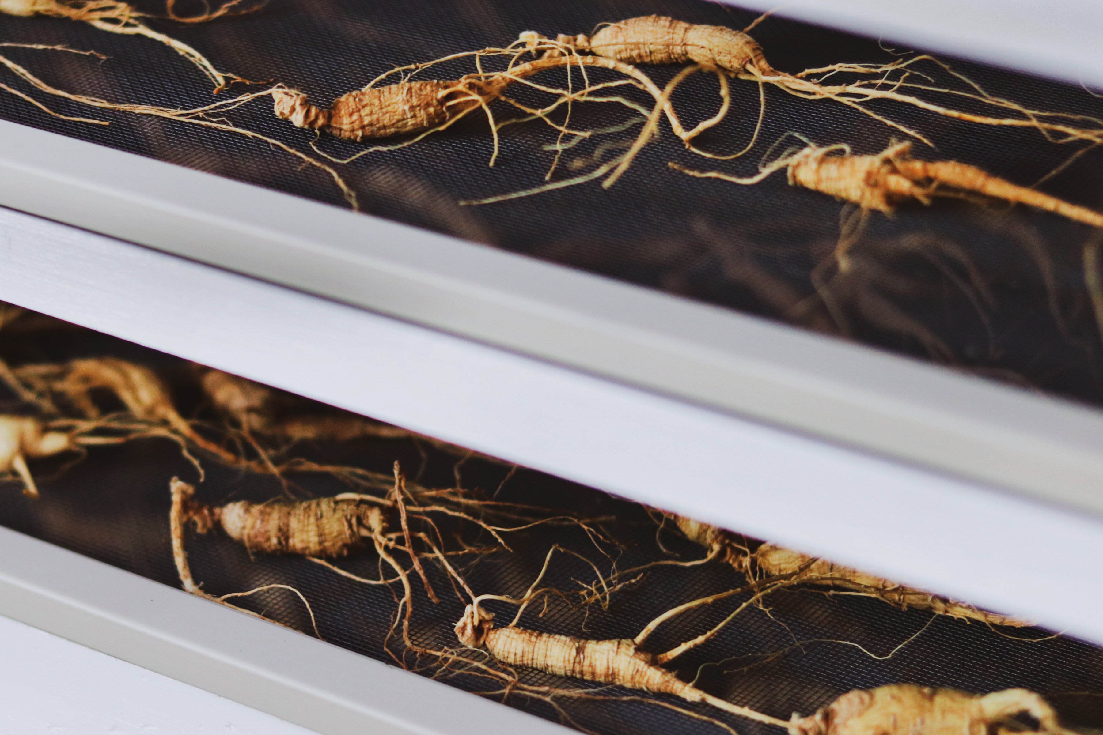 American Ginseng: A Forest Grown Future
