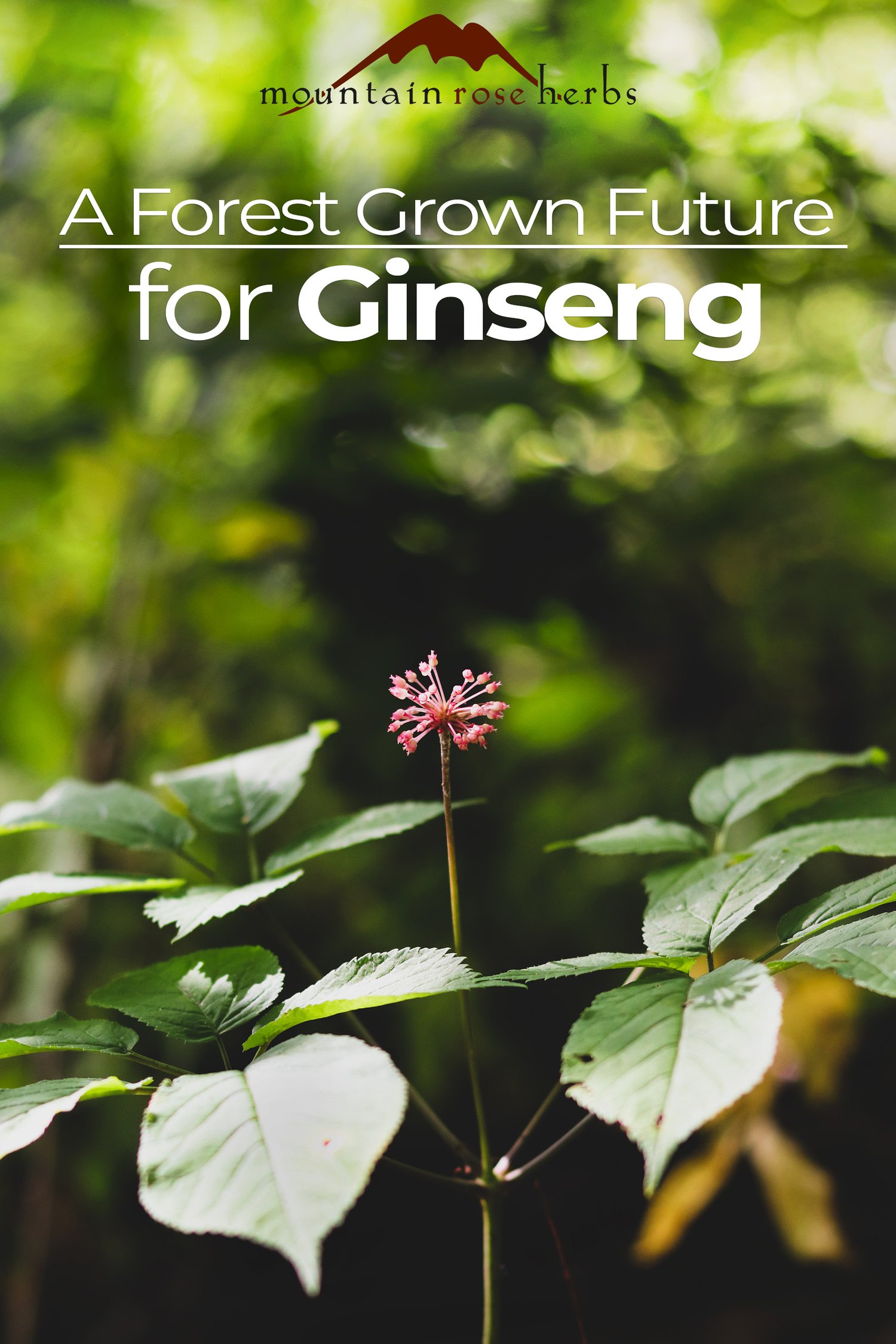 American Ginseng: A Forest Grown Future