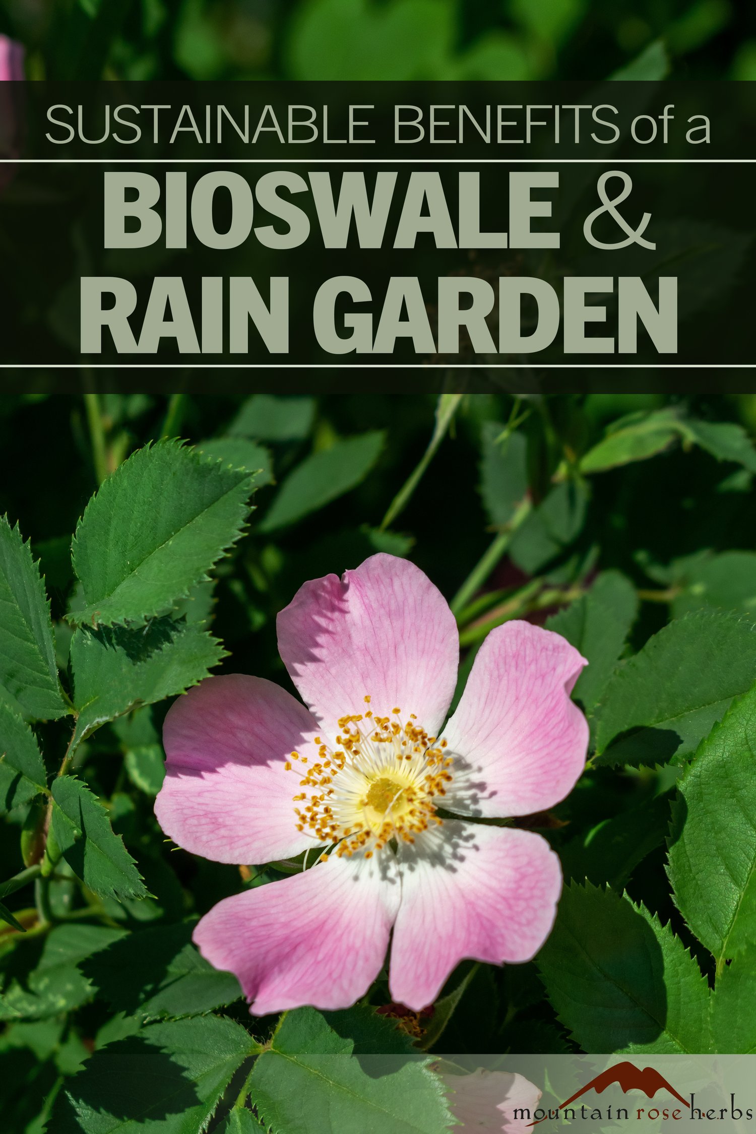 Sustainable Benefits of a Bioswale and Rain Garden
