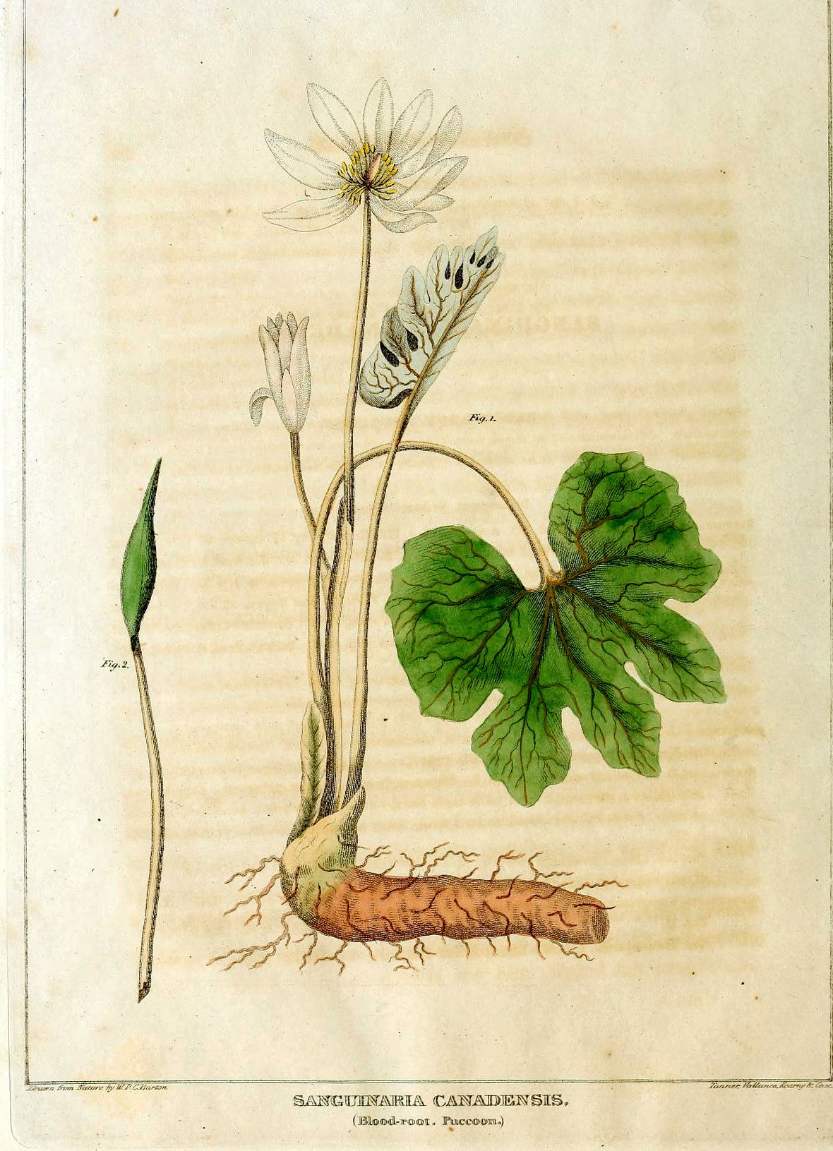 Bloodroot: How We Can Create a Bountiful Future for an At-Risk Herb