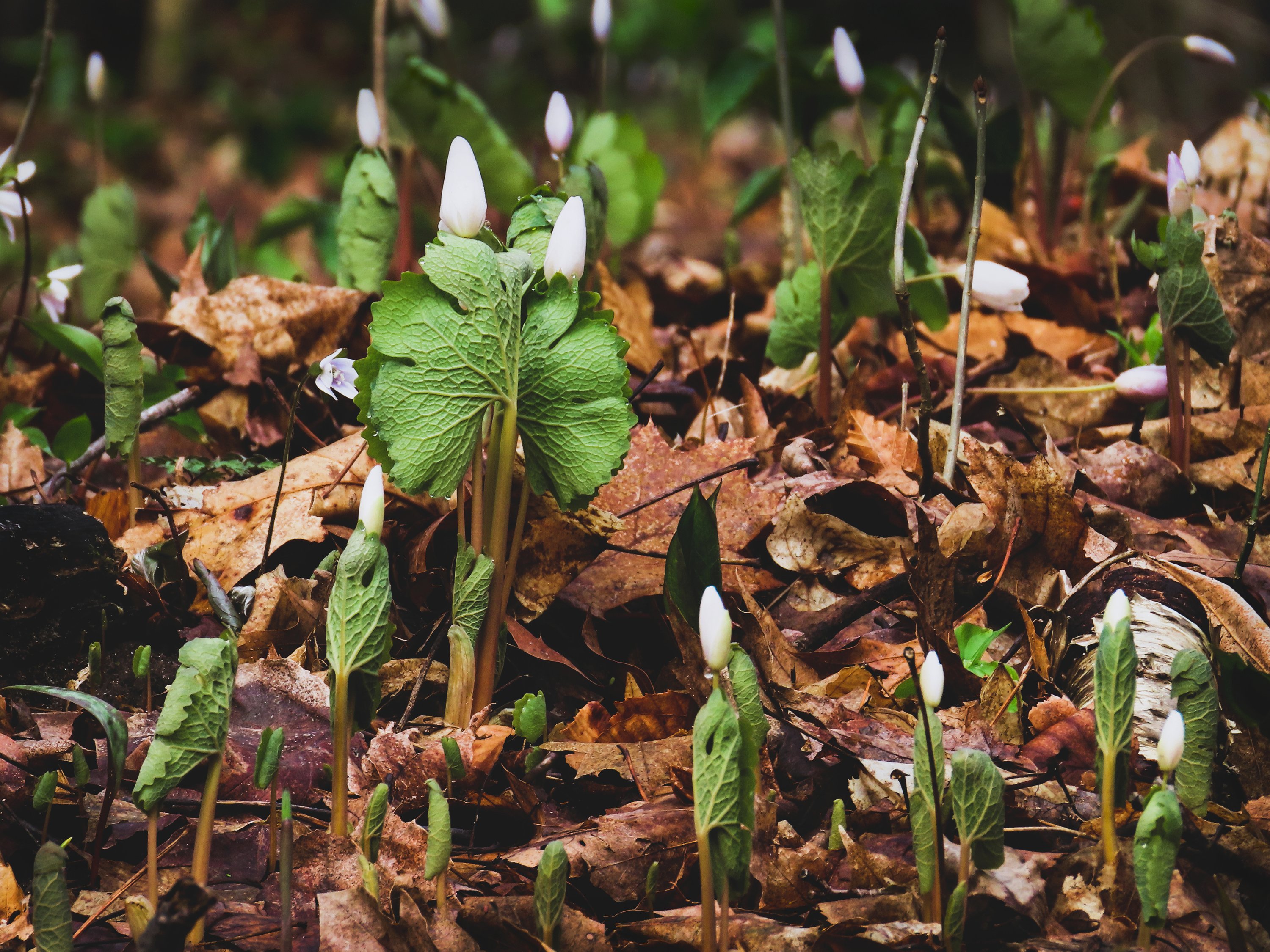 Bloodroot: How We Can Create a Bountiful Future for an At-Risk Herb
