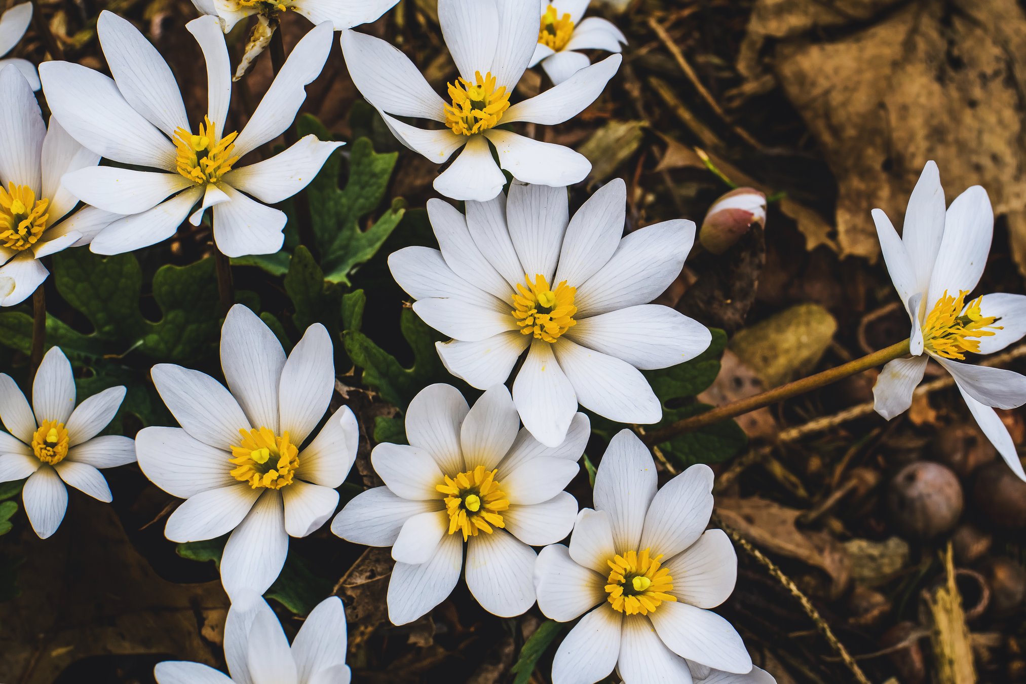 Bloodroot: How We Can Create a Bountiful Future for an At-Risk Herb