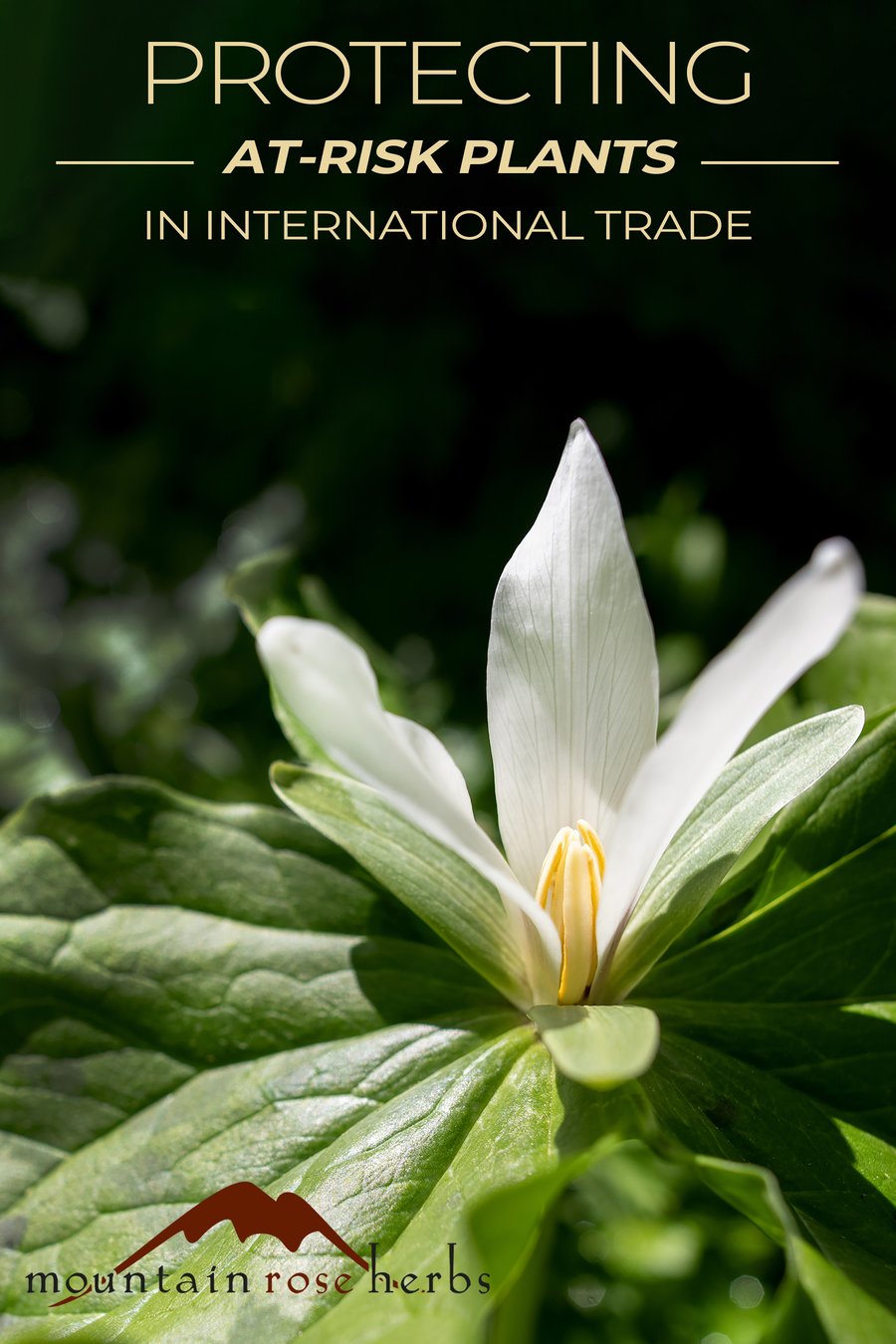 What is CITES & Why is it Important?