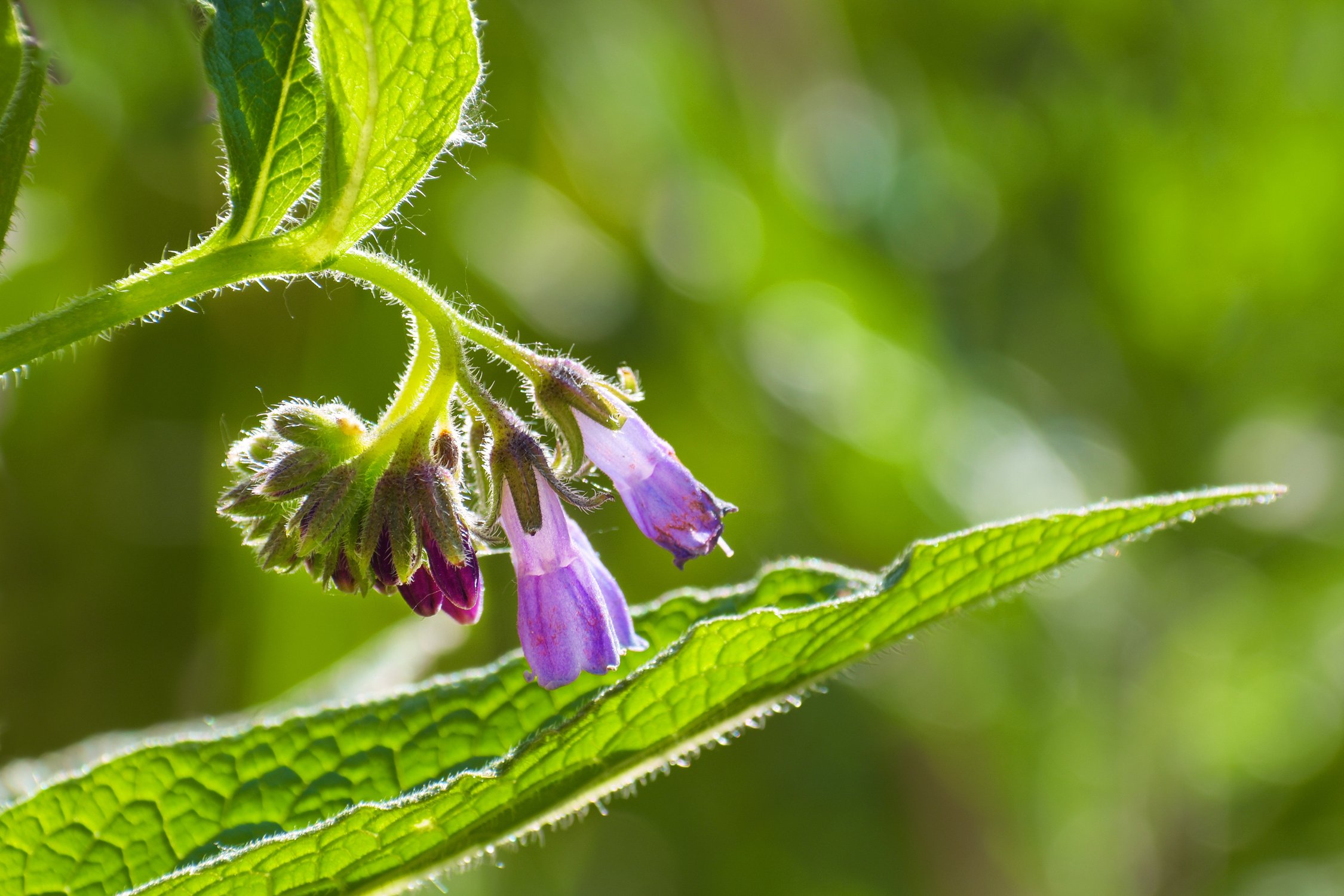 Comfrey Monograph: Benefits, Uses, & Controversy