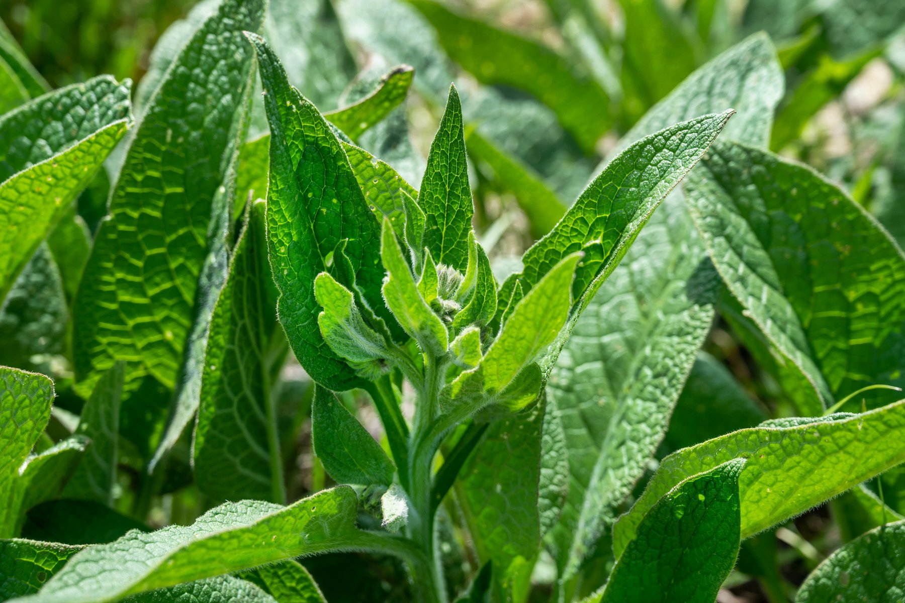 Comfrey Monograph: Benefits, Uses, & Controversy