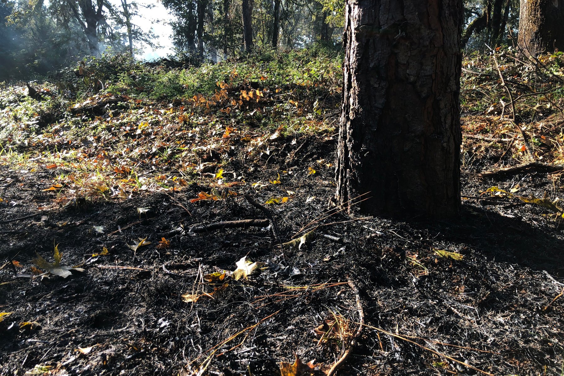 Indigenous Burning Practices in Wildfire Management & Native Plant ...