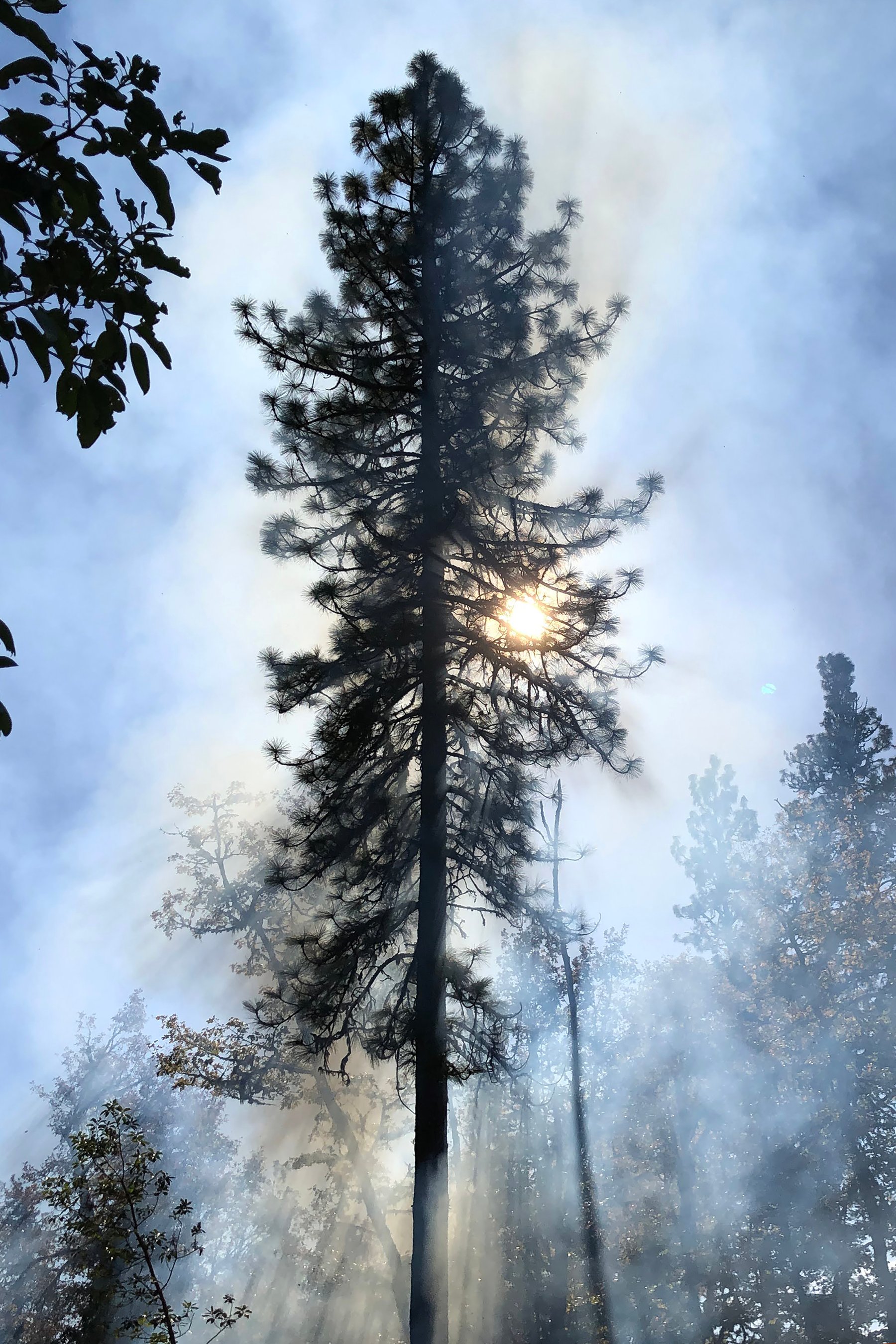 Indigenous Burning Practices in Wildfire Management & Native Plant ...