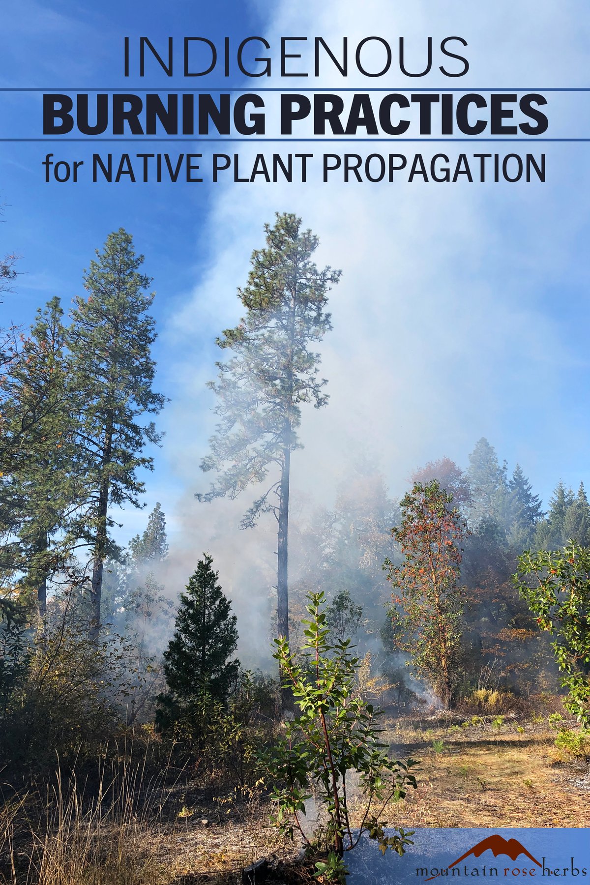 Indigenous Burning Practices in Wildfire Management & Native Plant ...