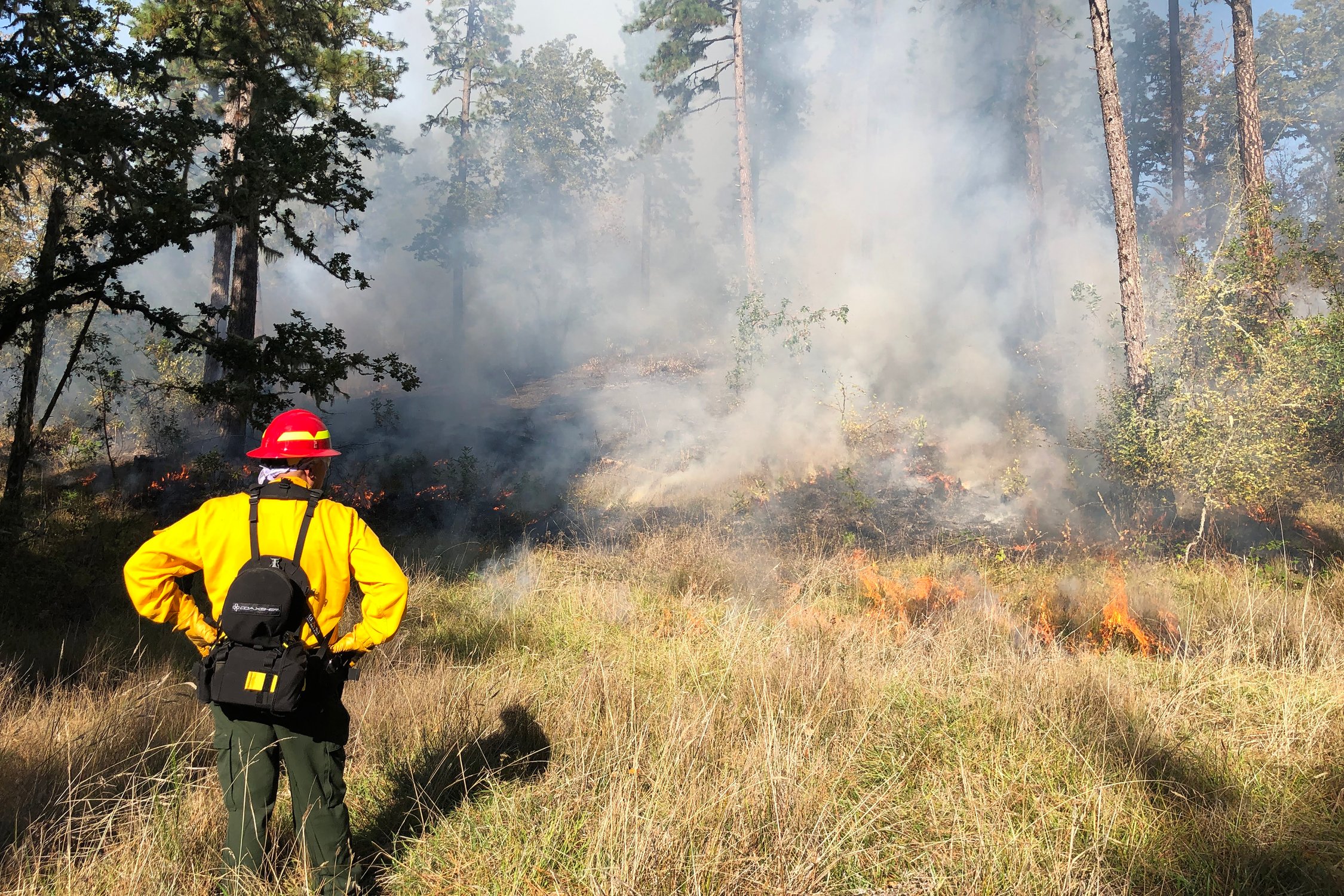 Indigenous Burning Practices in Wildfire Management & Native Plant ...