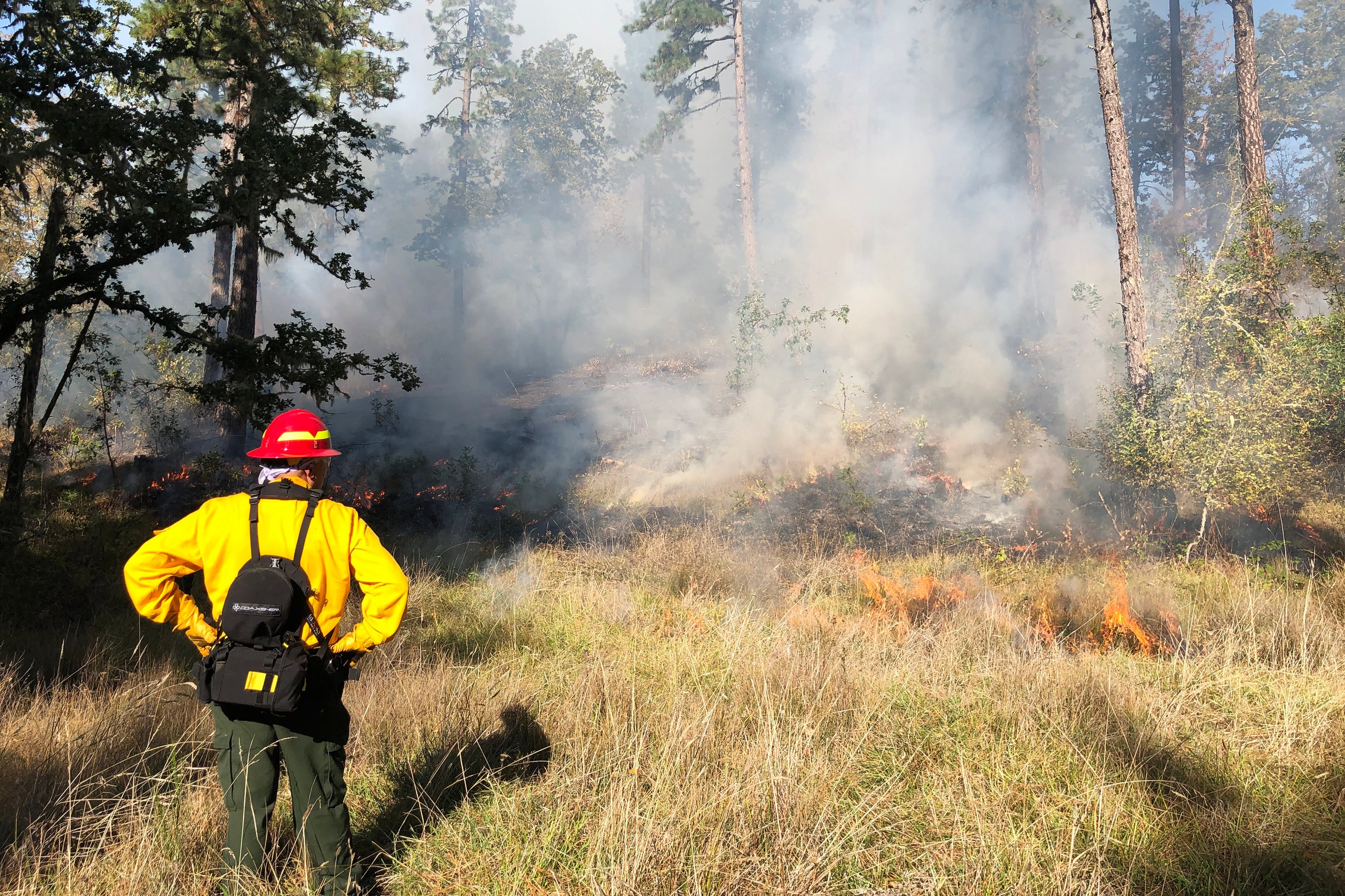 Indigenous Burning Practices in Wildfire Management & Native Plant ...