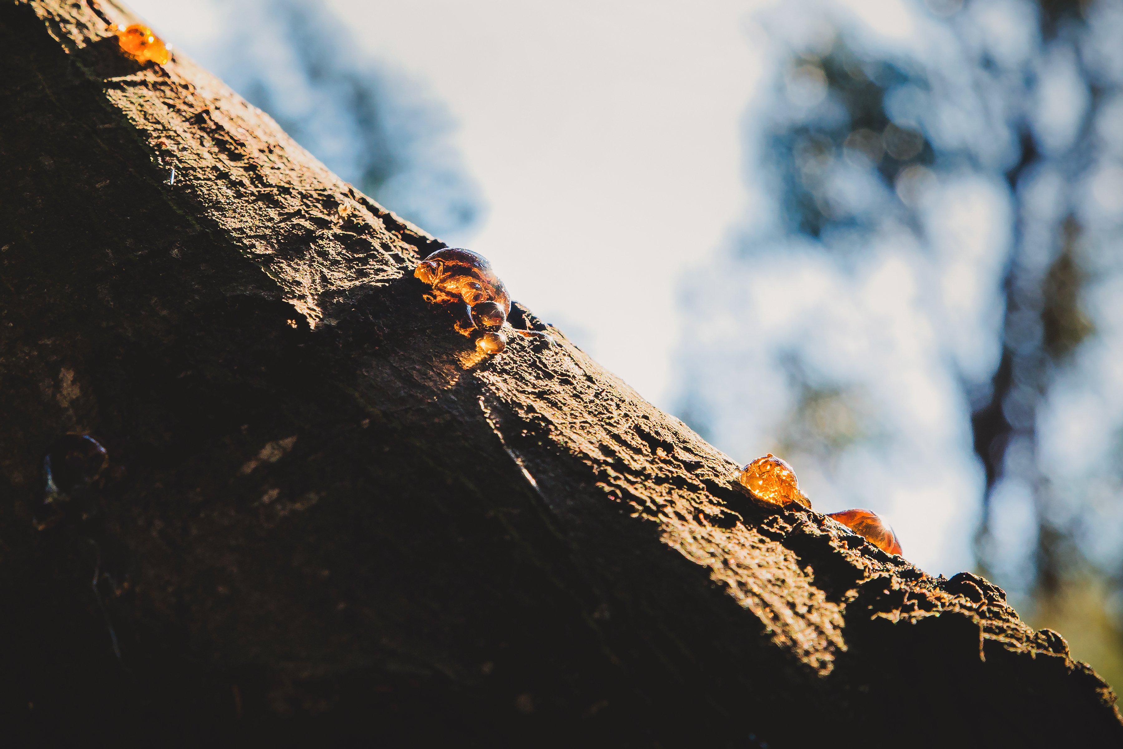 Copal: A Healer, Protector, & Guide for Dia de Muertos