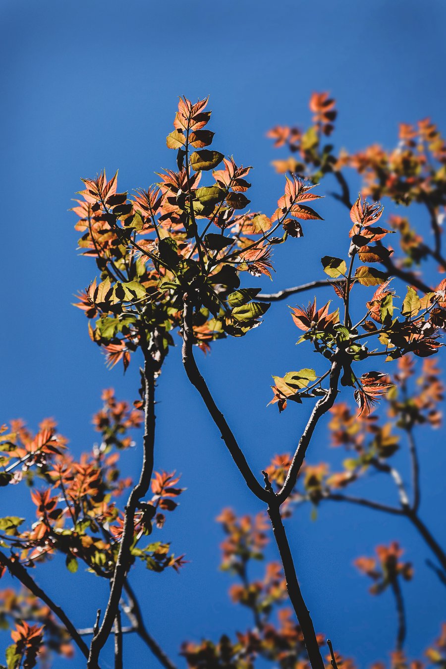 Copal: A Healer, Protector, & Guide for Dia de Muertos