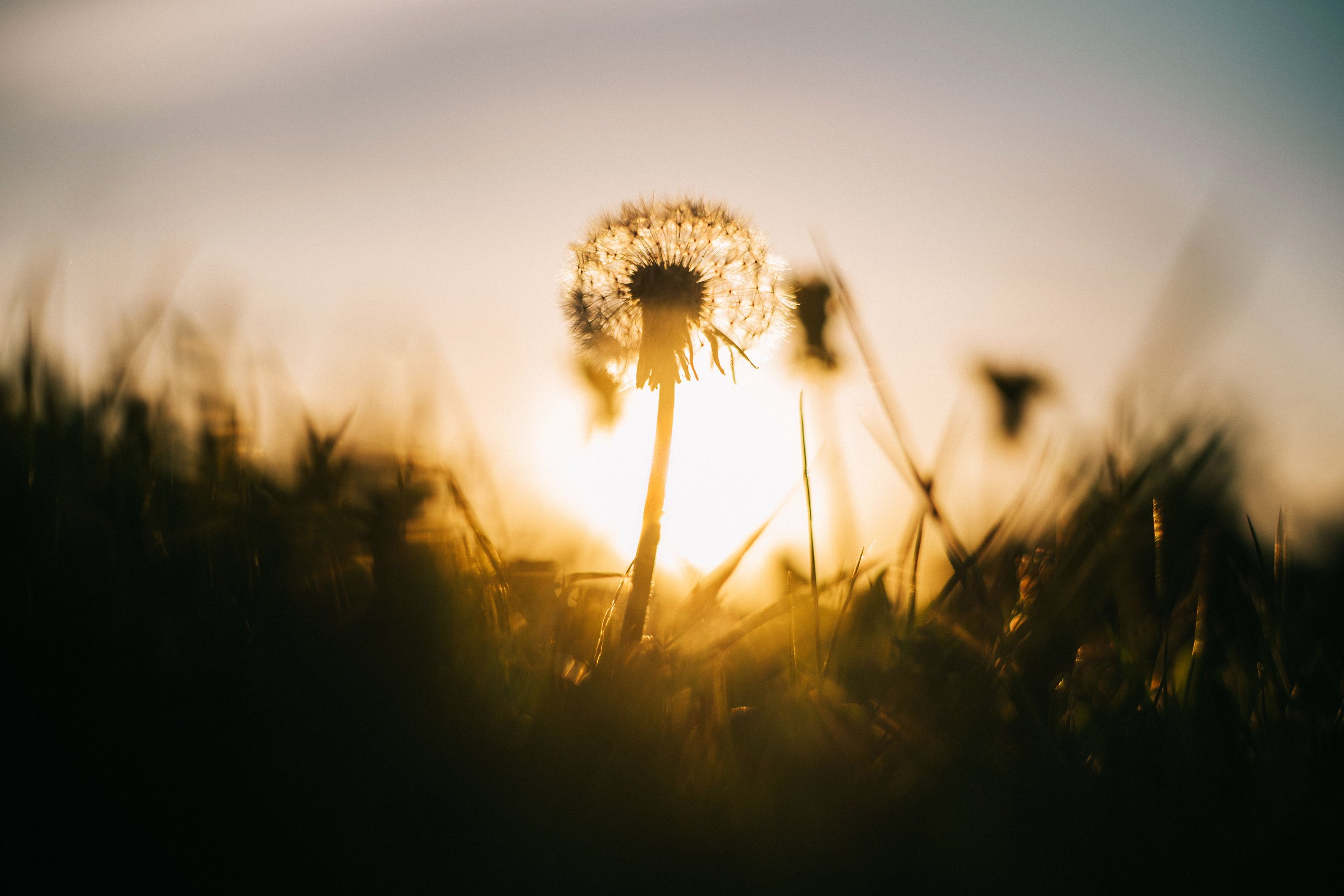 Dandelion Monograph: History, Benefits, &Recipe