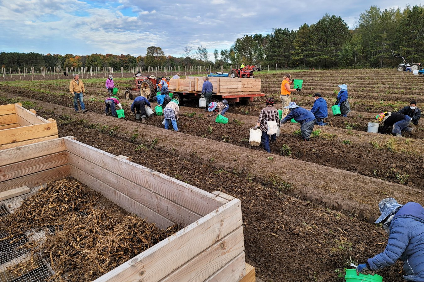 Could Cutting-Edge Farming Practices Be the Answer to Ginseng's Survival?