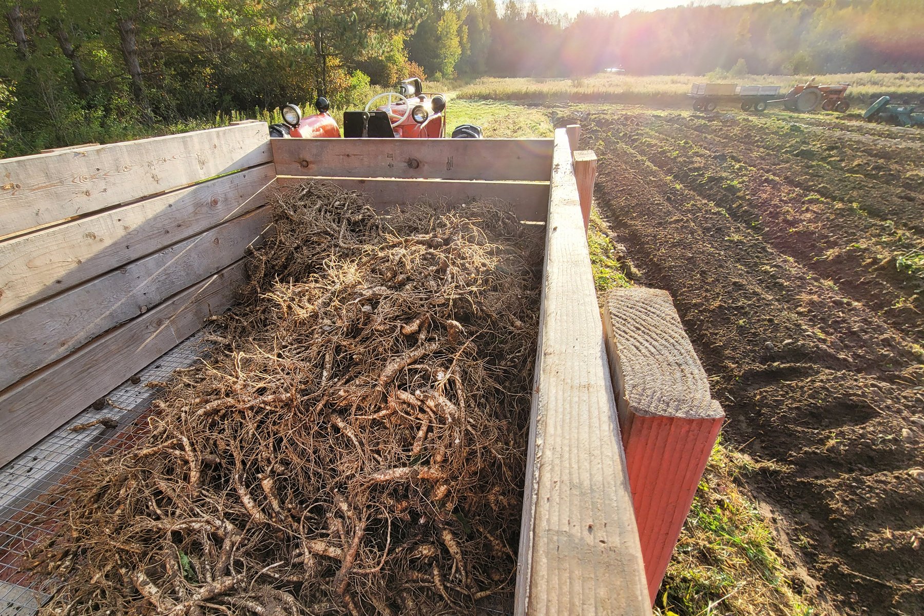 Could Cutting-Edge Farming Practices Be the Answer to Ginseng's Survival?