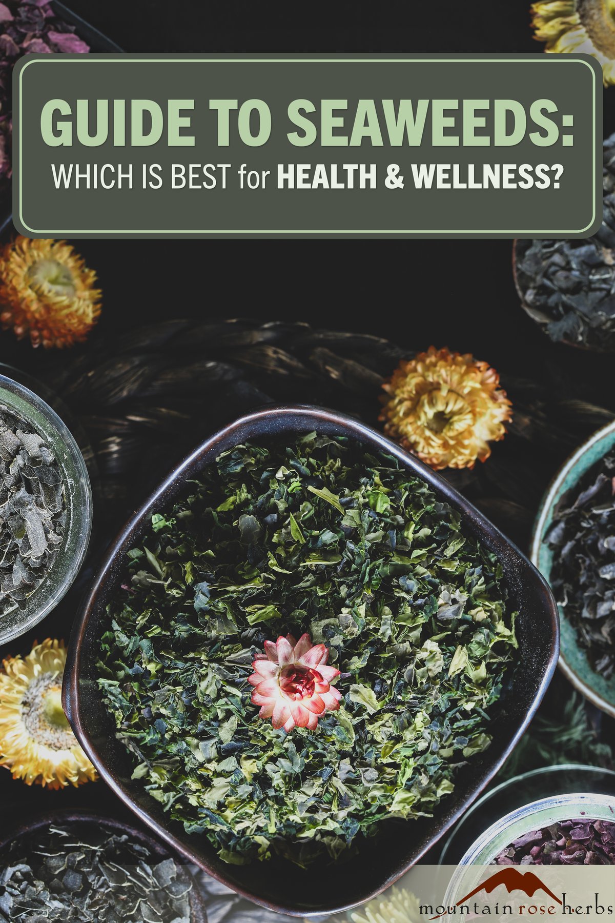 Guide to Seaweed: How to Choose Which Seaweed is Best