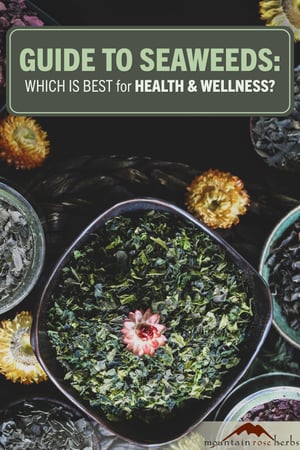 Guide to Seaweed: How to Choose Which Seaweed is Best