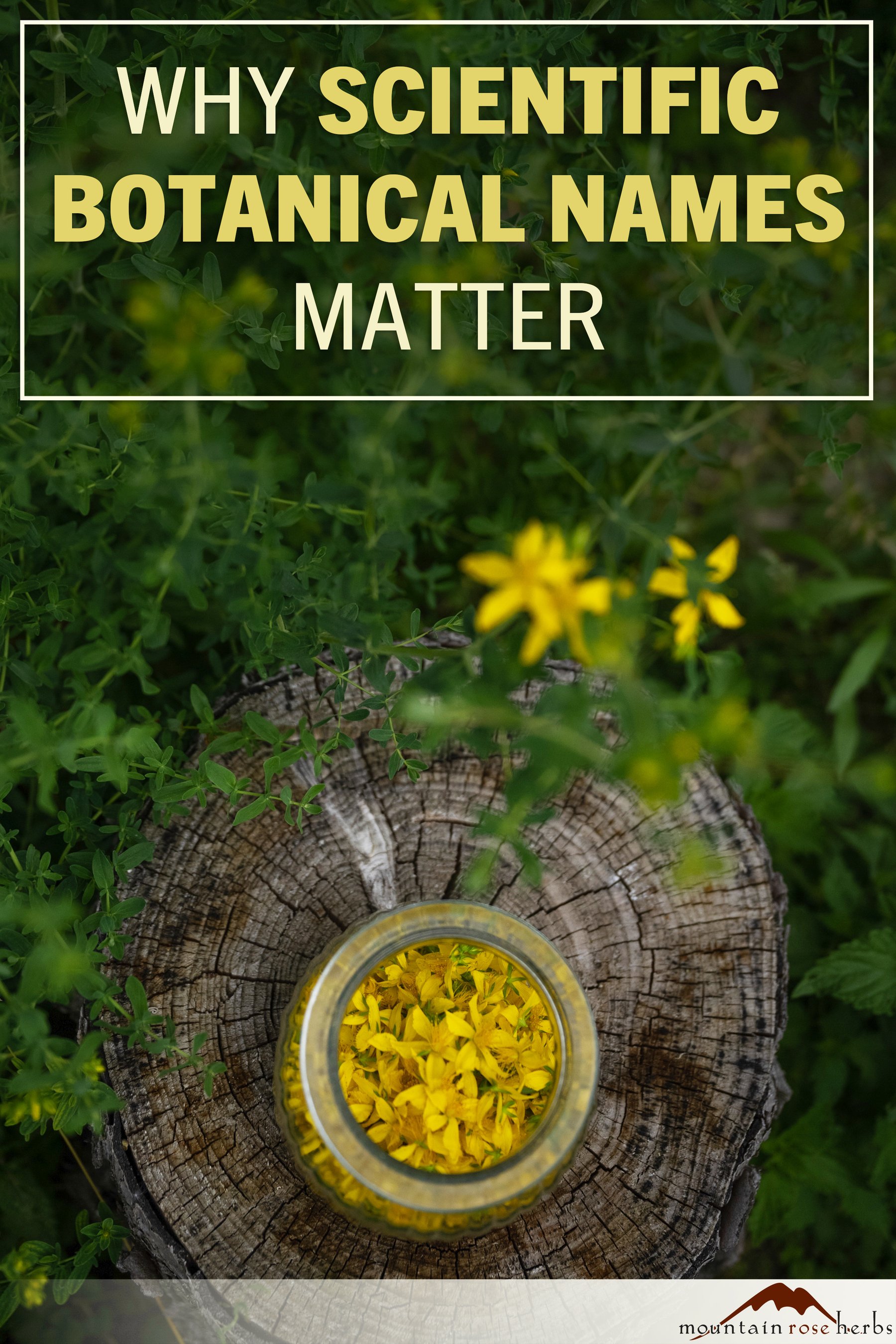Why Scientific Botanical Names Matter