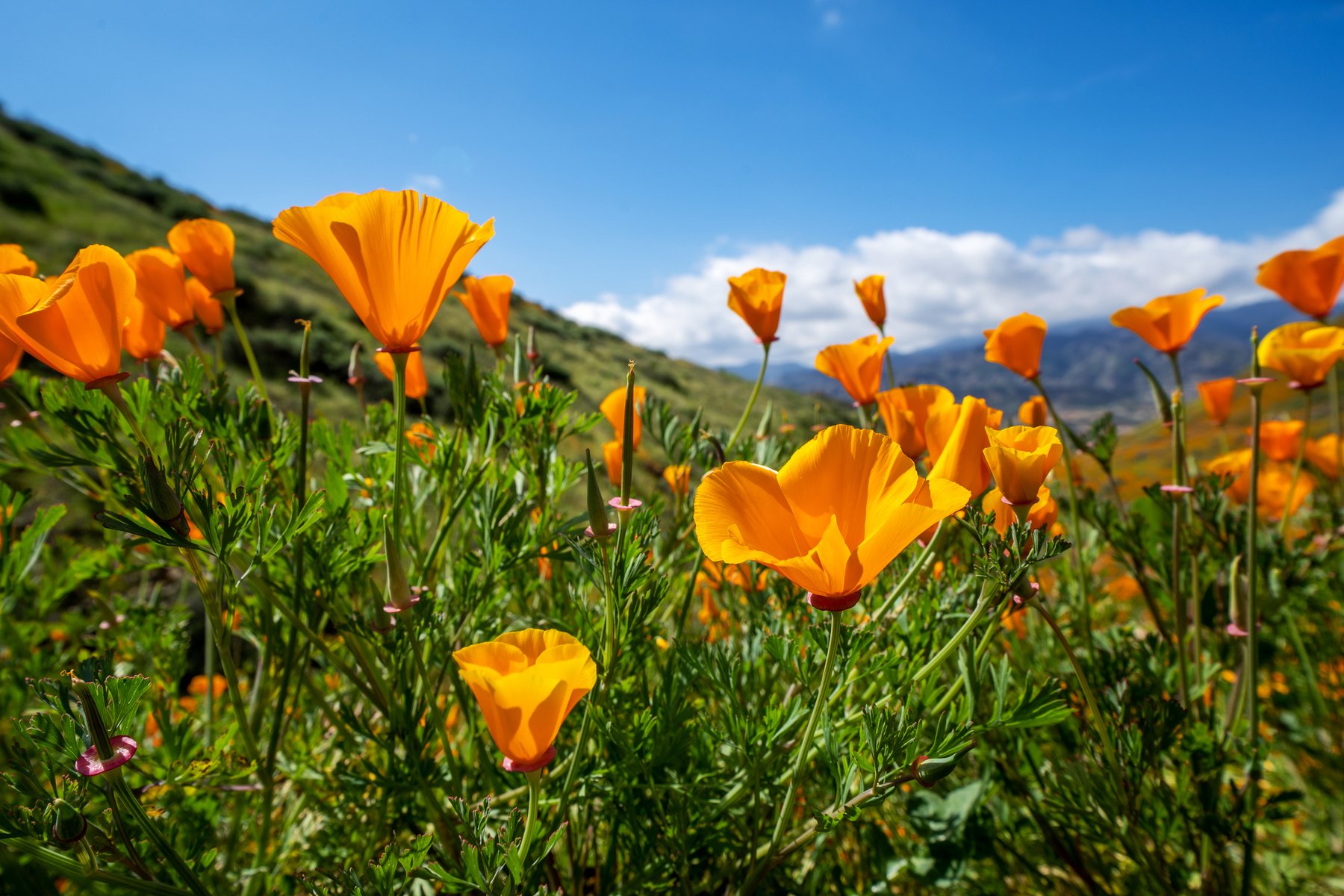 Indigenous Leadership for Sustainability