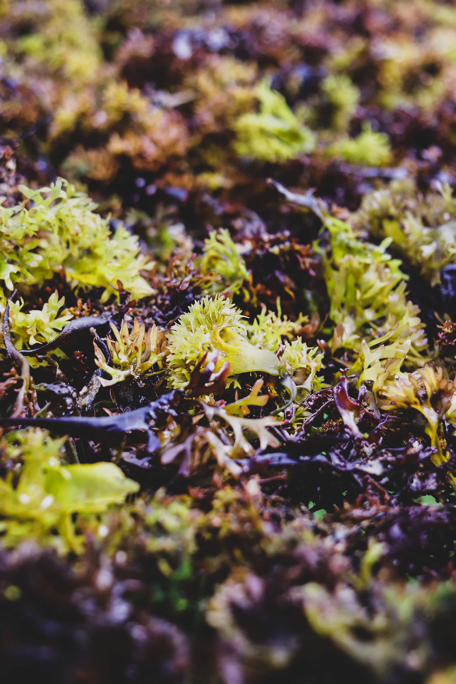 Guide to Seaweed: How to Choose Which Seaweed is Best