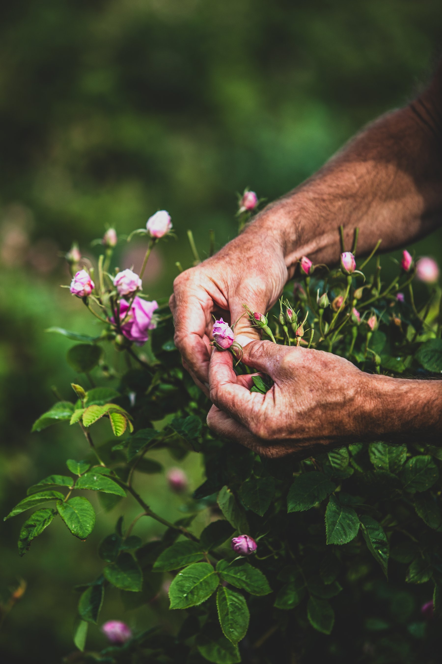 Are My Herbs Irradiated?! Learn About Irradiation in Our Food System ...