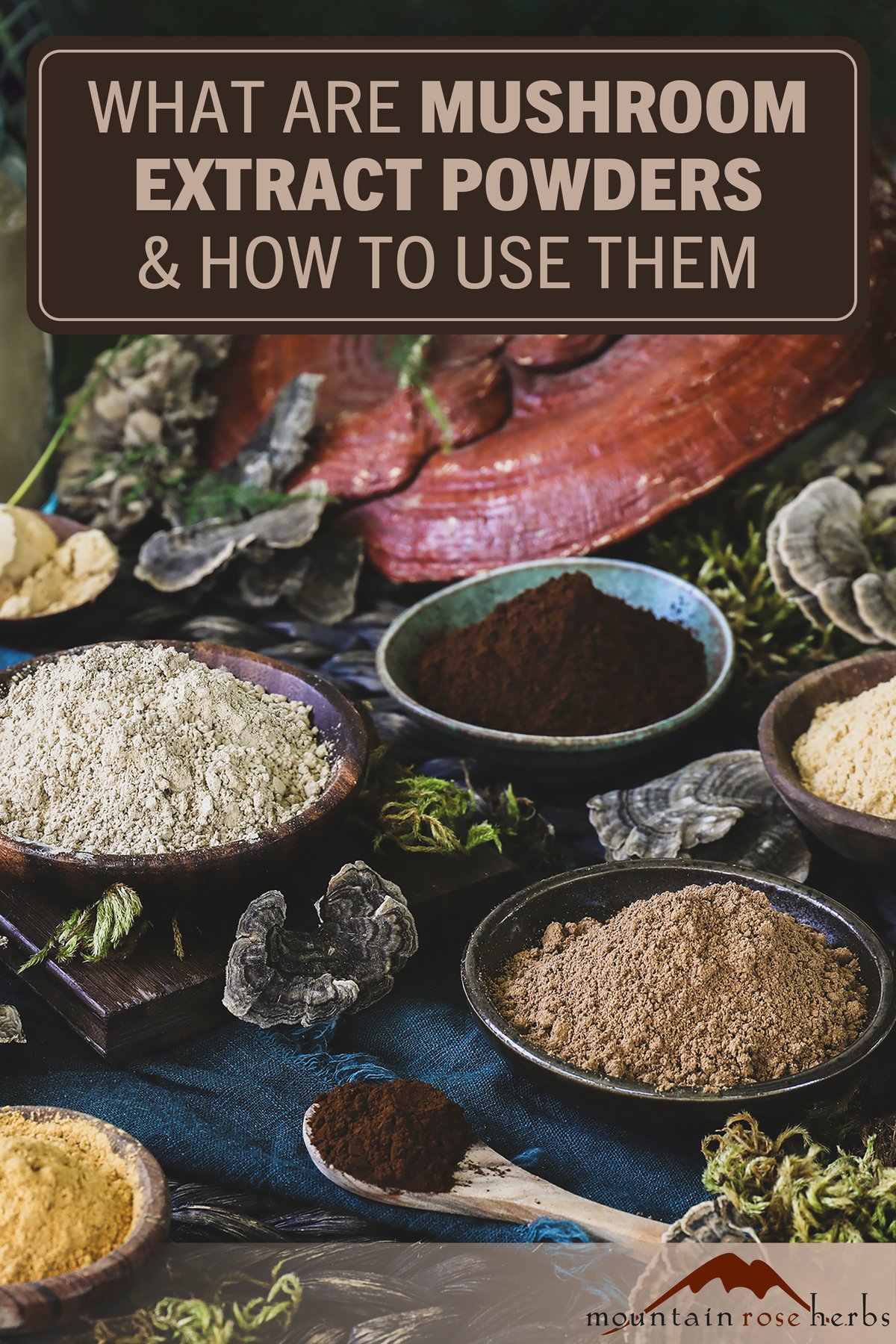 Mushroom Powder and Mushroom Extract Powder: What’s the Difference?