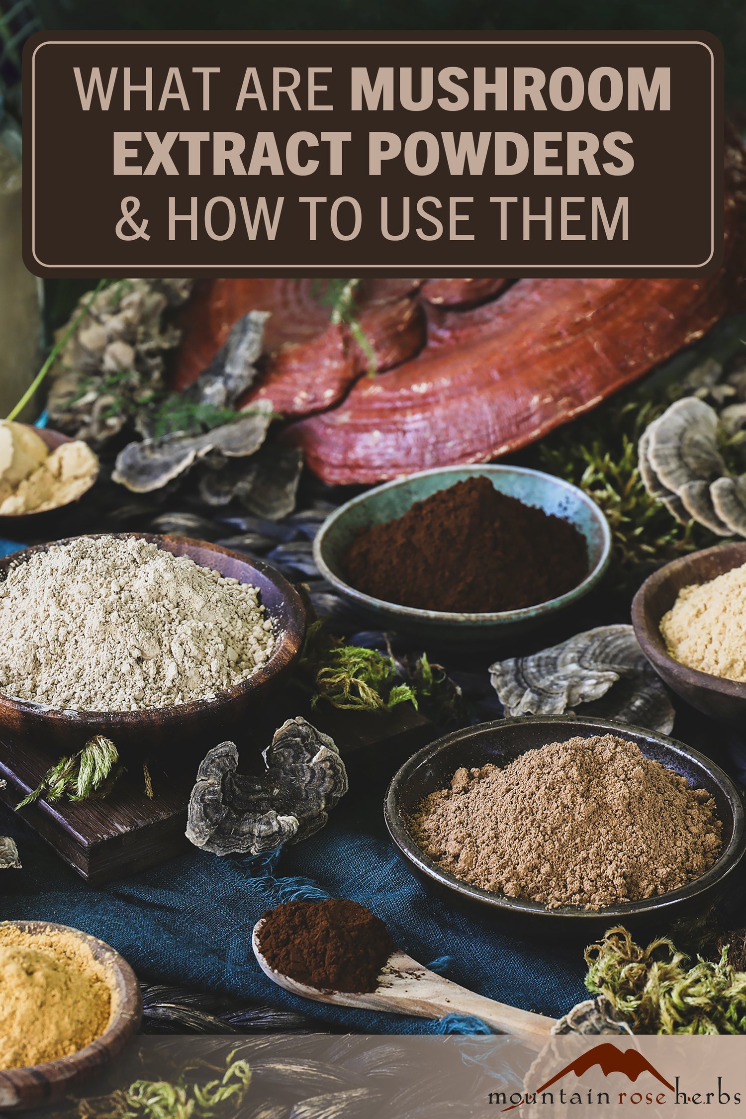 Mushroom Powder and Mushroom Extract Powder: What’s the Difference?