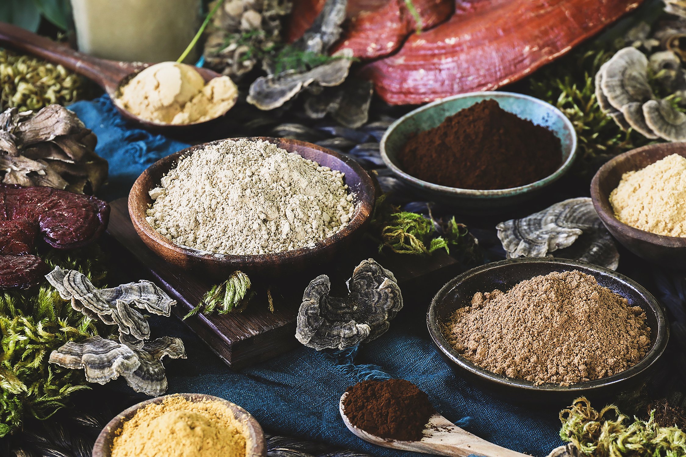 Mushroom Powder and Mushroom Extract Powder: What’s the Difference?