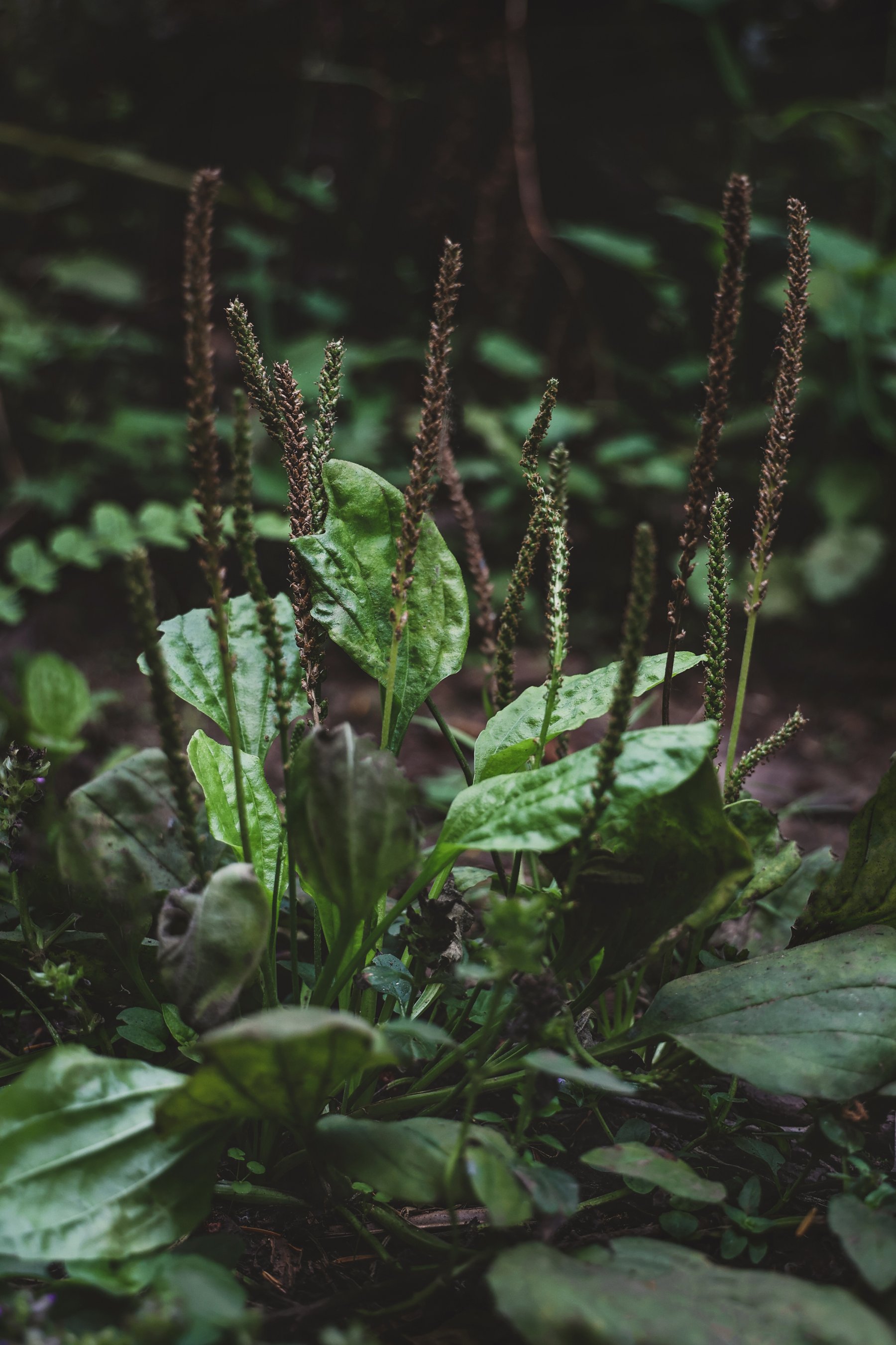 How to Soothe a Bee Sting at Home & in the Wild