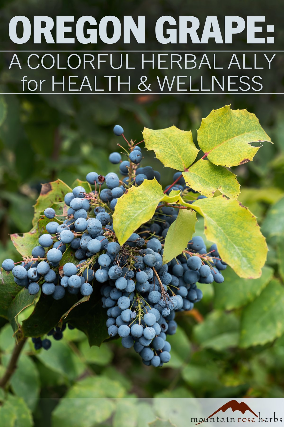 Oregon Grape Root Monograph: Botany and Benefits