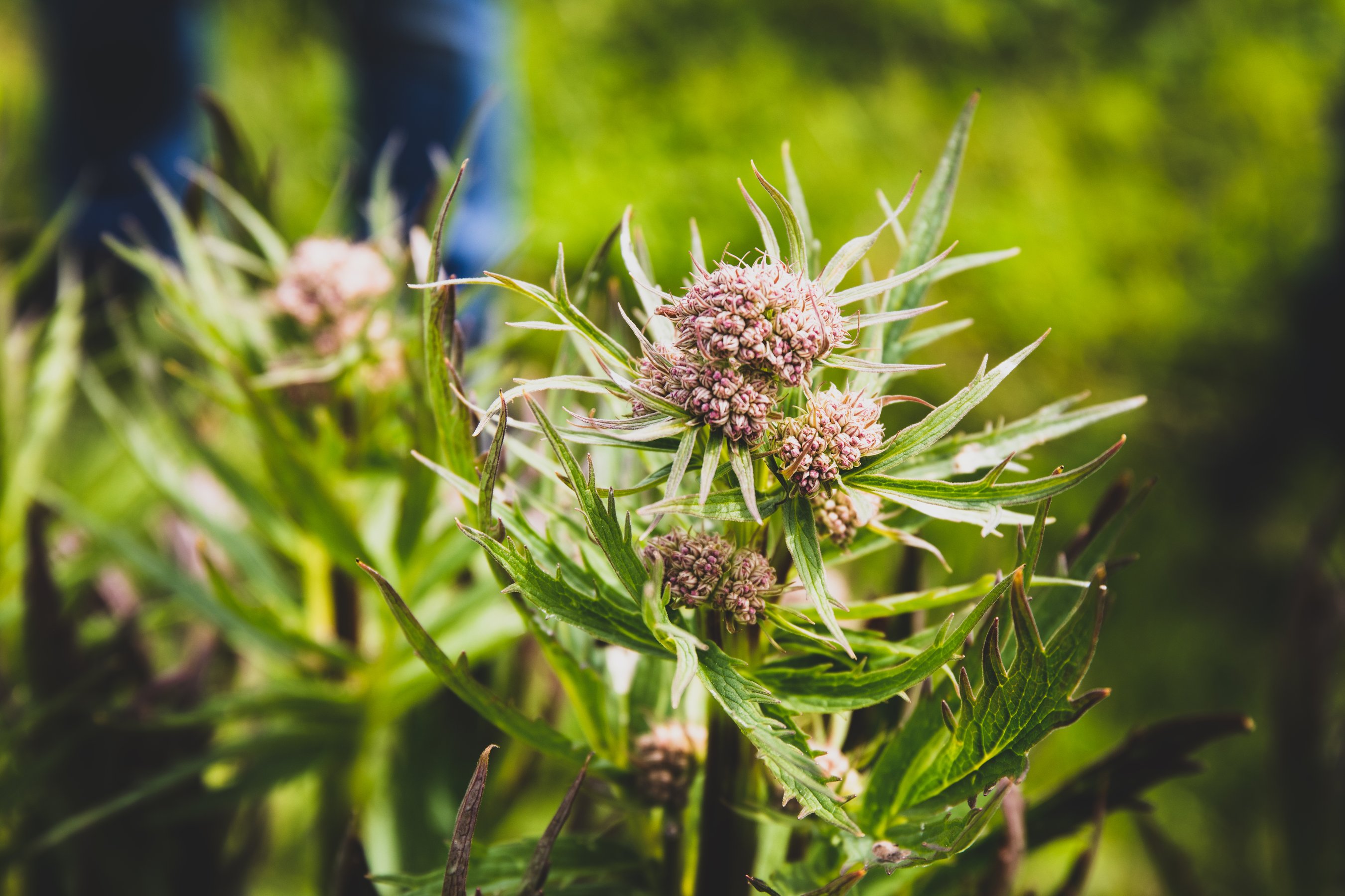 Why Mountain Rose Herbs Chooses Oregon Tilth as Its Organic Certifier