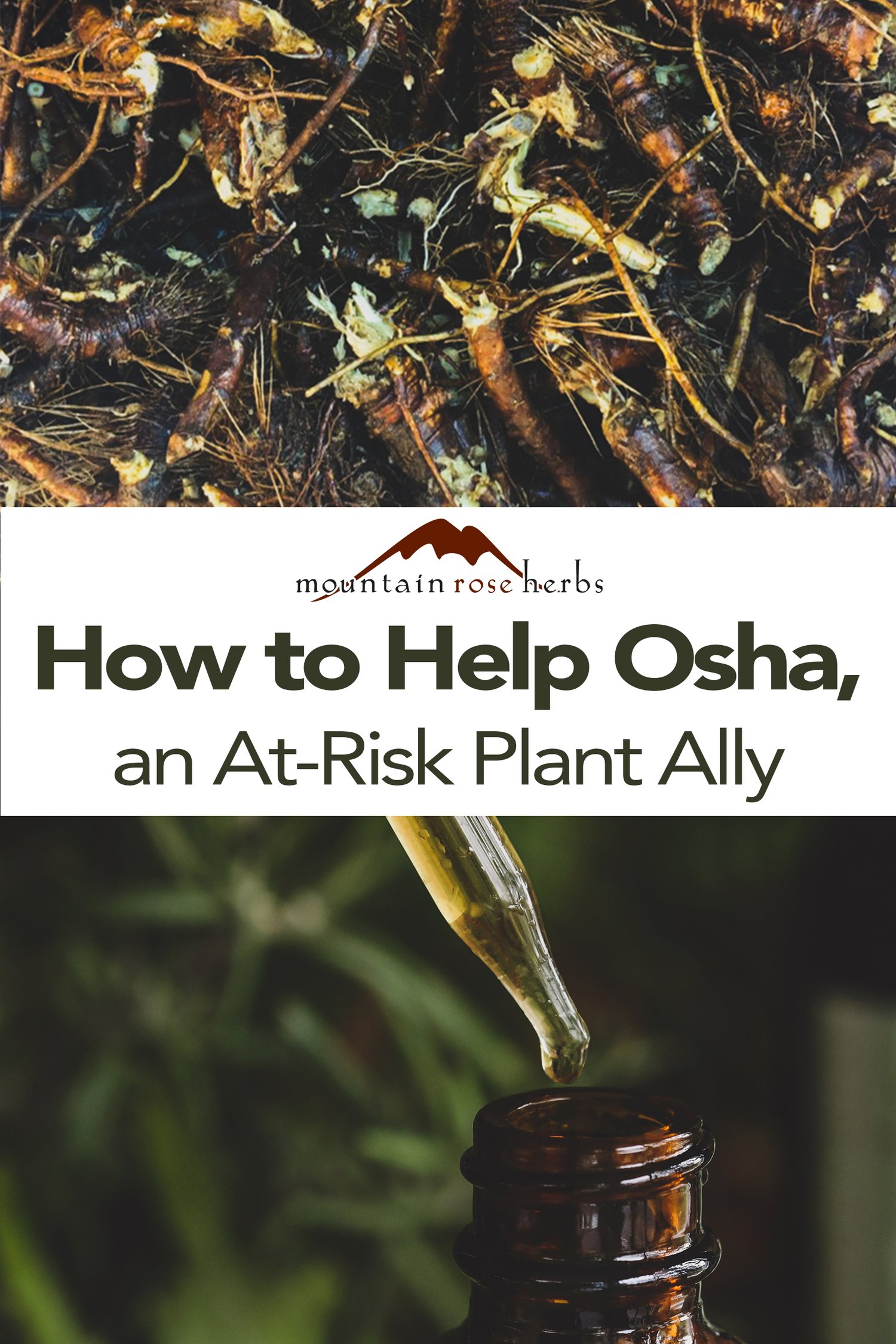 Osha: A Supportive, but At-Risk Plant Ally