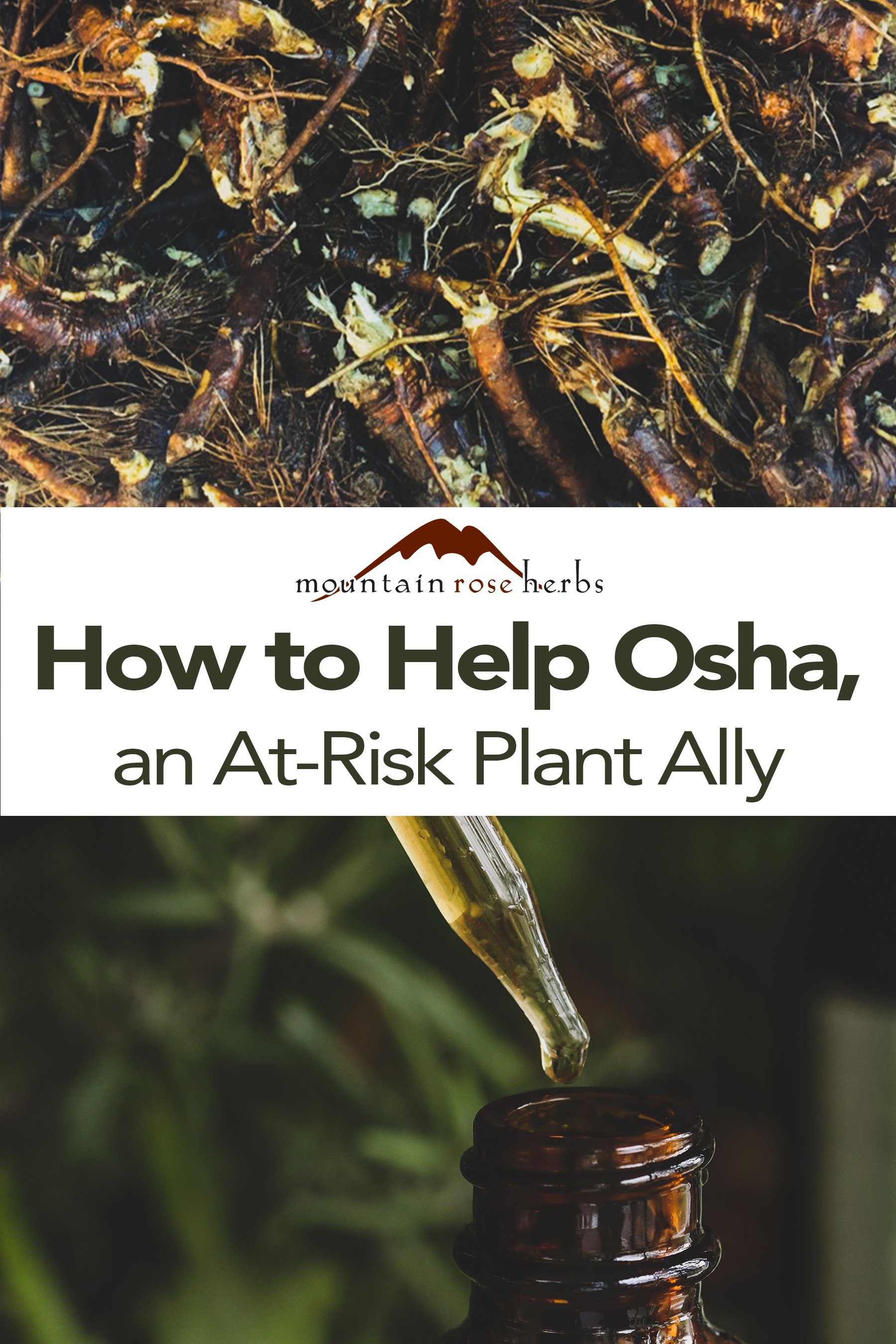 Osha: A Supportive, but At-Risk Plant Ally