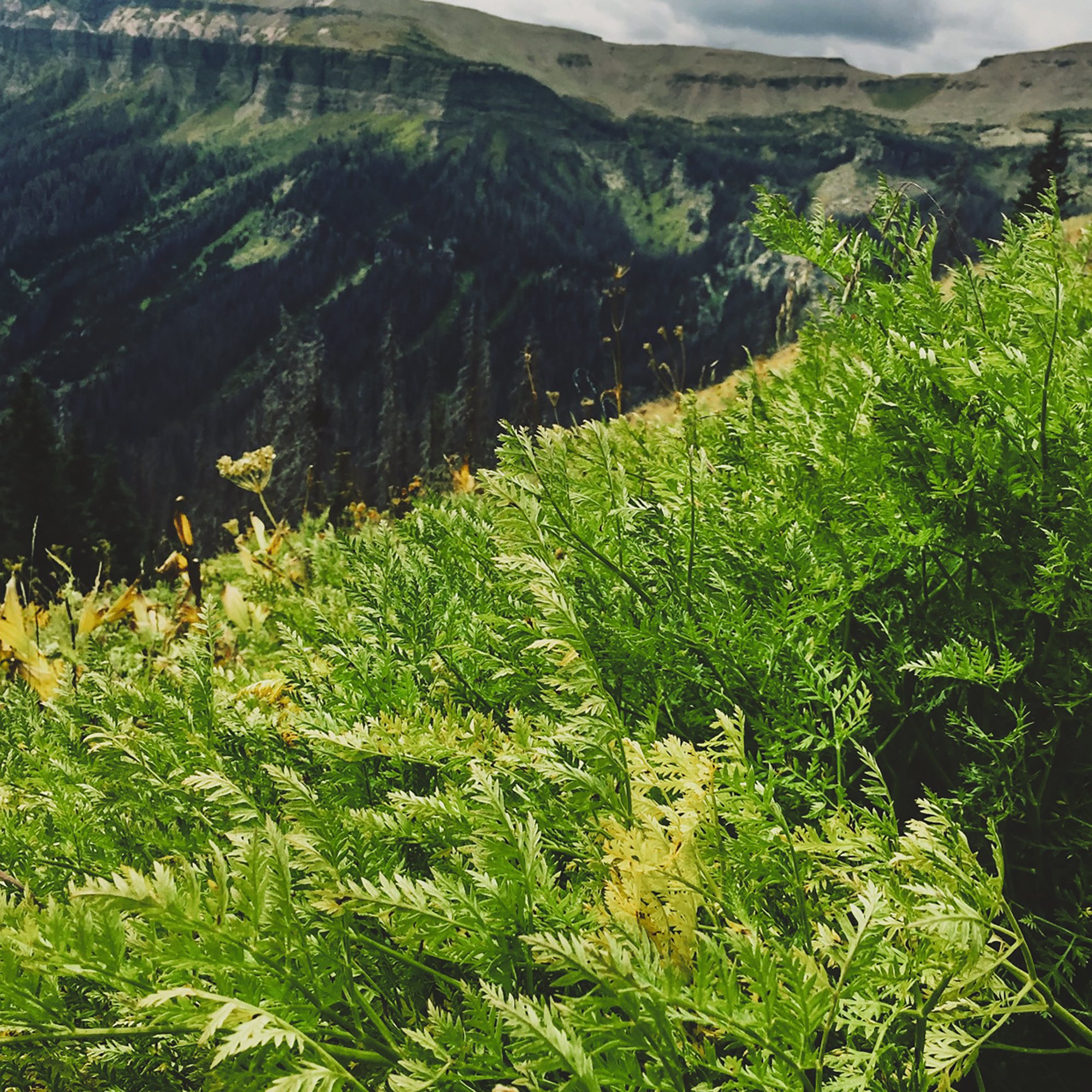 Osha: A Supportive, but At-Risk Plant Ally