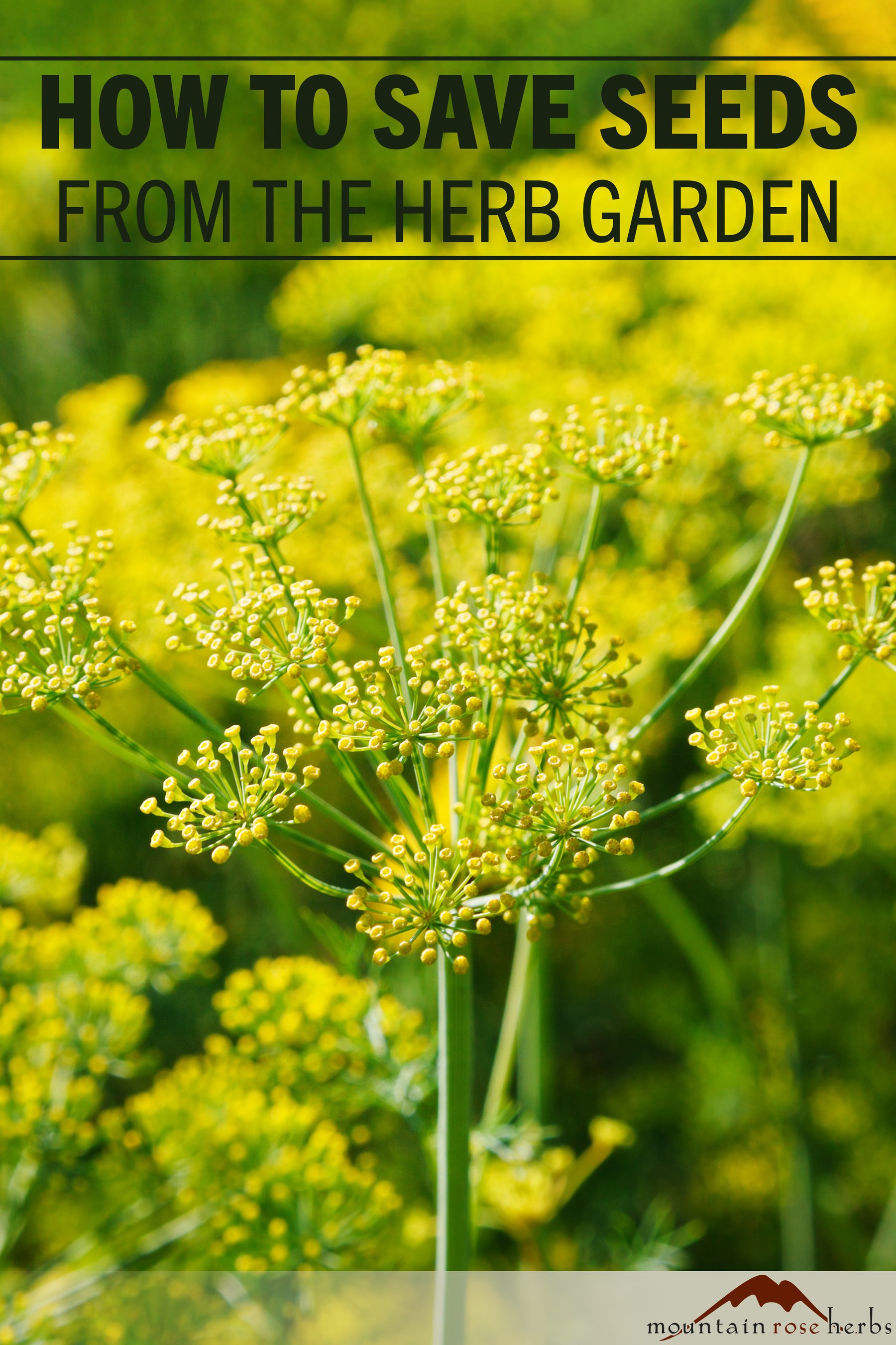 Saving Seeds From the Herb Garden