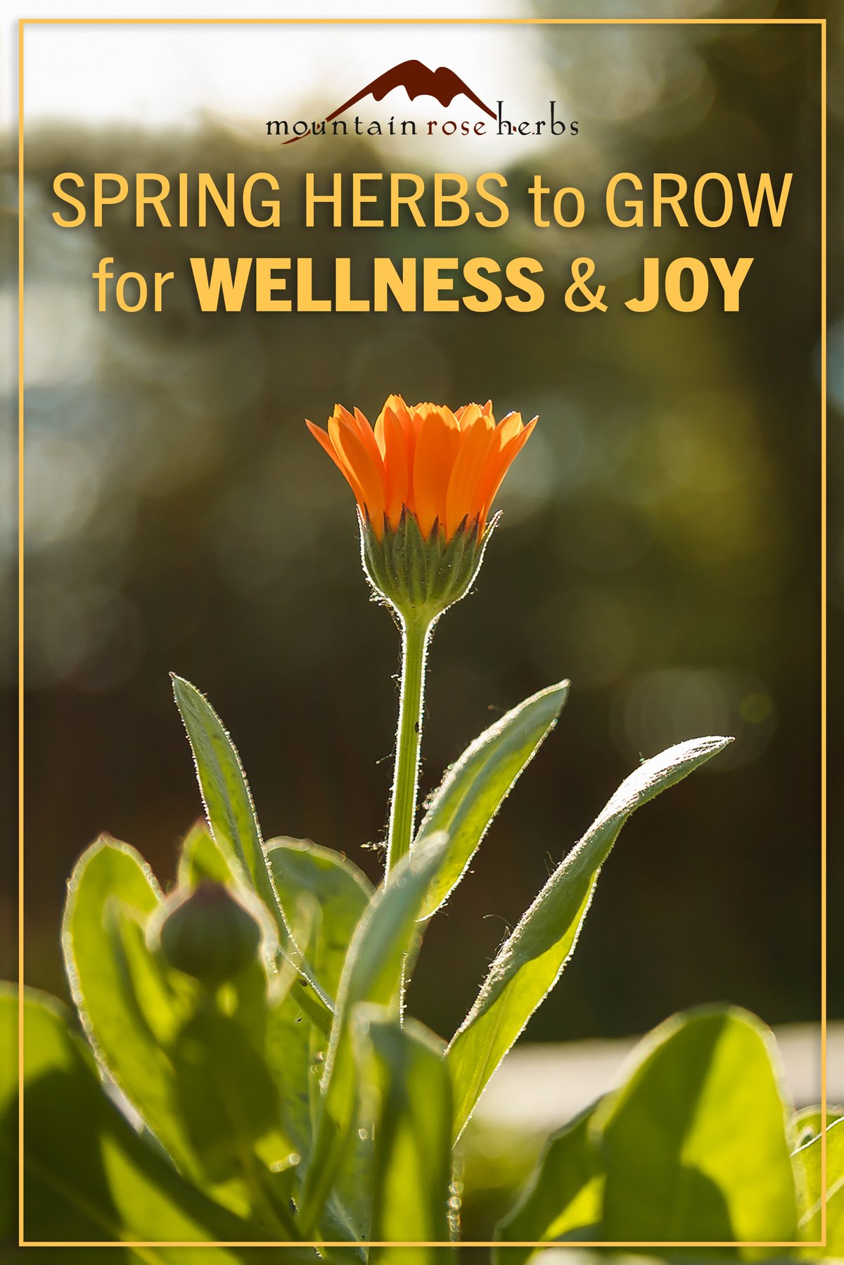Spring Herbs to Grow for Wellness and Joy + Garden Tips