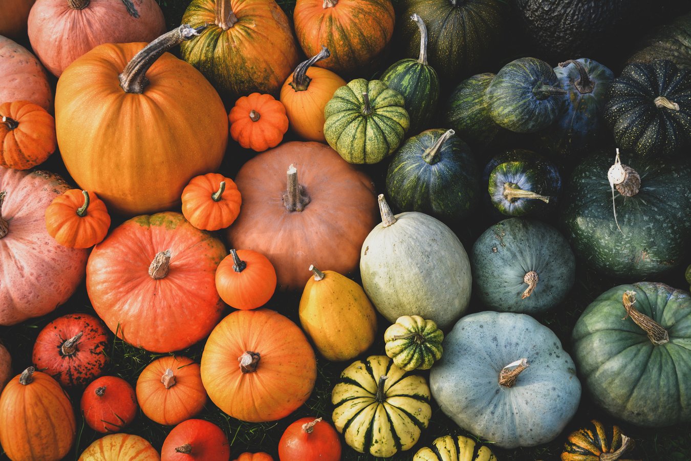 Roasted Squash Seeds Recipe: A Tasty Way to Upcycle Squash Seeds