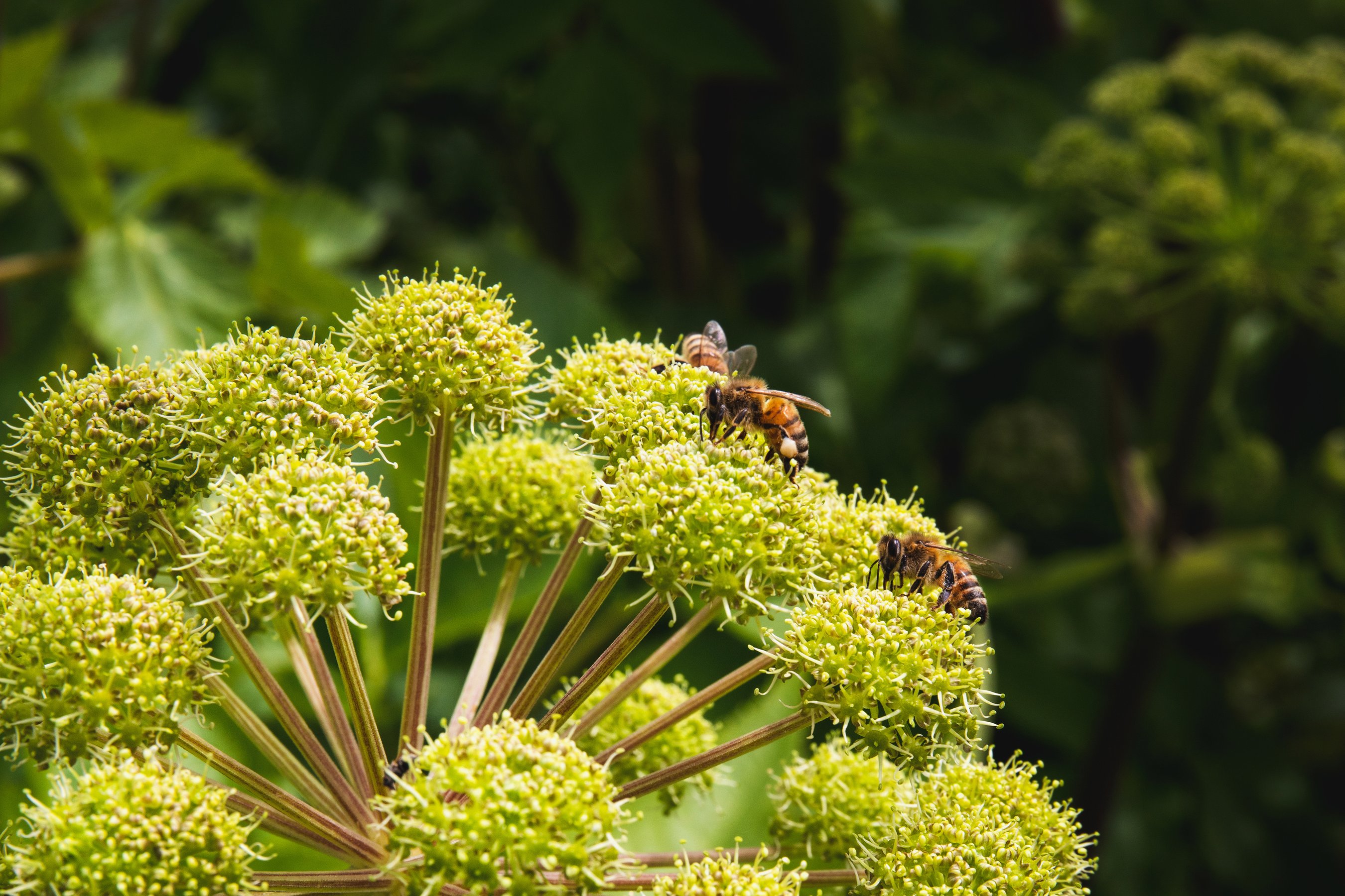 Partnering to Protect Pollinators