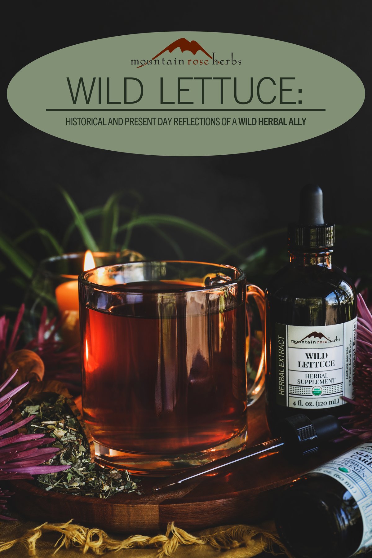 Wild Lettuce: Historical & Present Day Reflections of a Wild Herbal Ally
