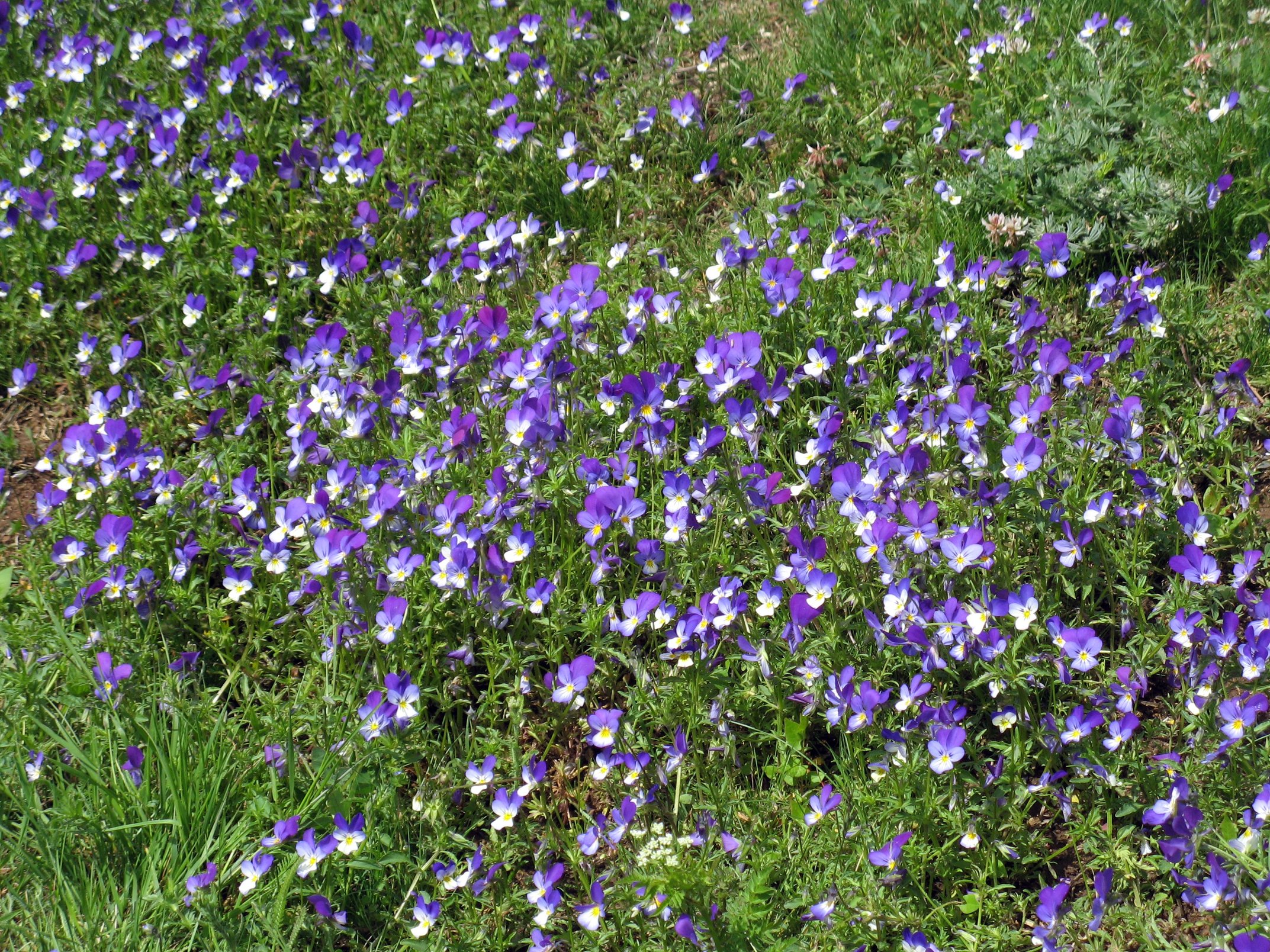 Sustainable Cultivation and Wildcrafting in Europe