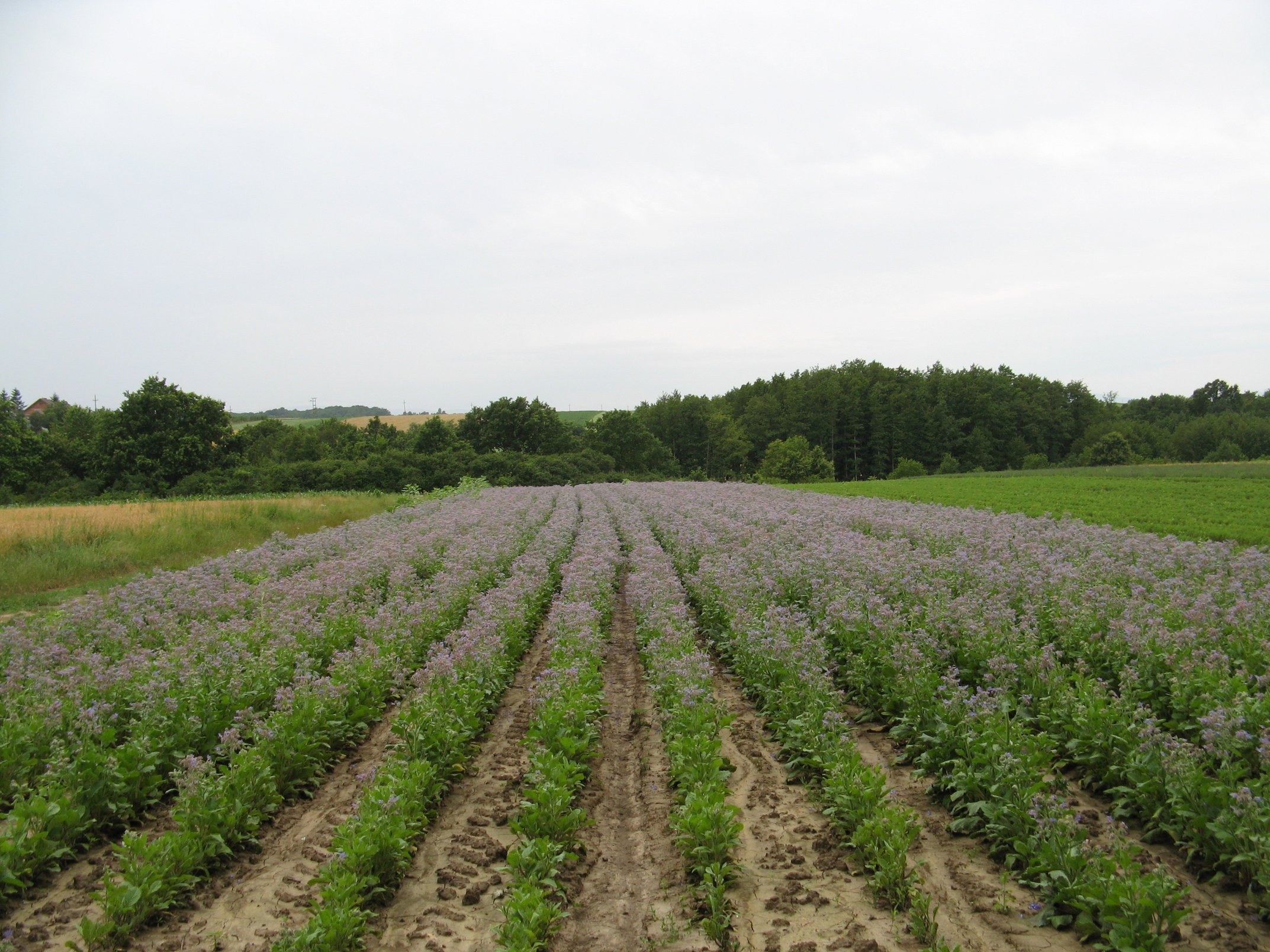 Sustainable Cultivation and Wildcrafting in Europe