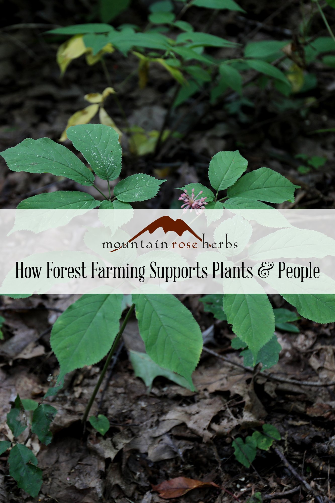 Forest Farming: Supporting Plants & People with Sustainable Agroforestry