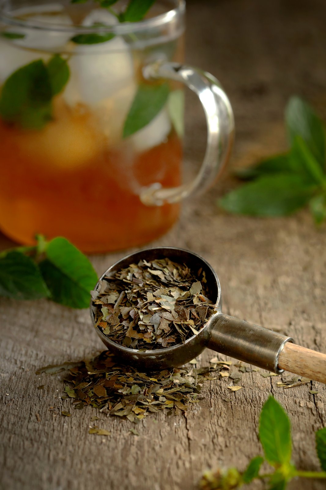 Holly Teas: What are Guayusa, Yerba Mate, and Yaupon?