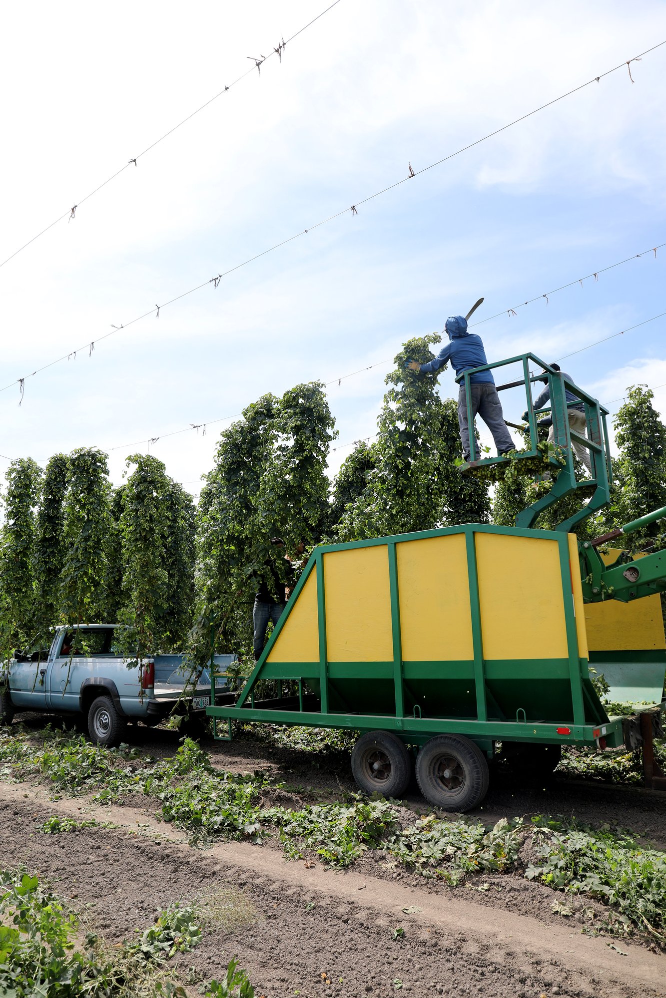 Harvesting Hops with Our Organic Oregon Growers