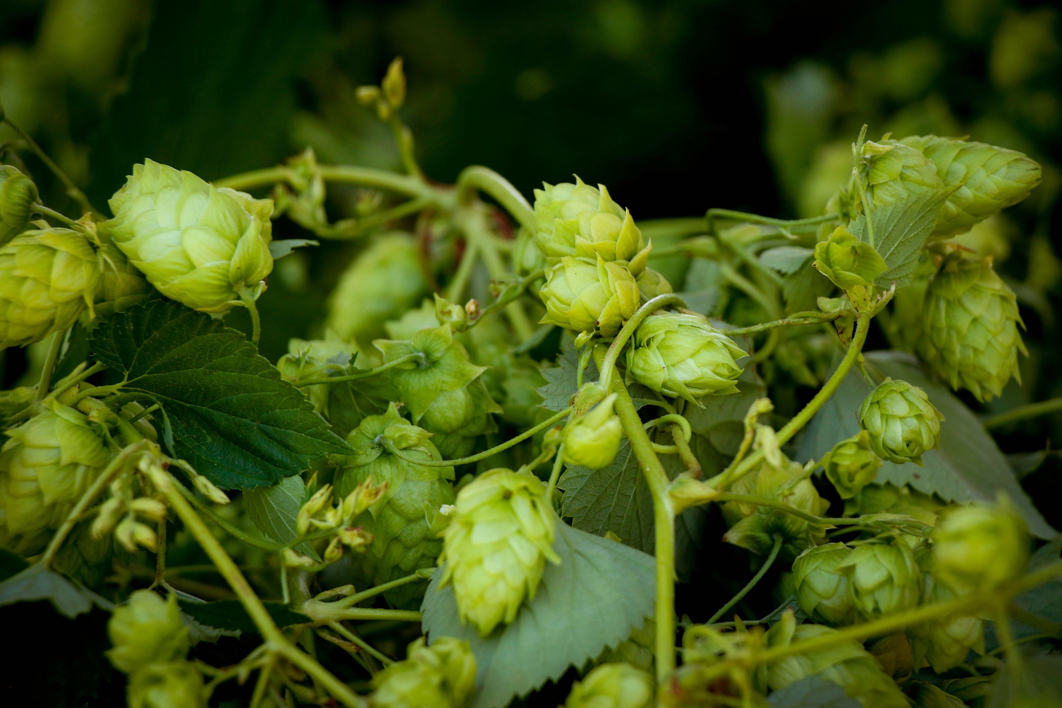 From Farm to Bottle: The Story of Our Hops