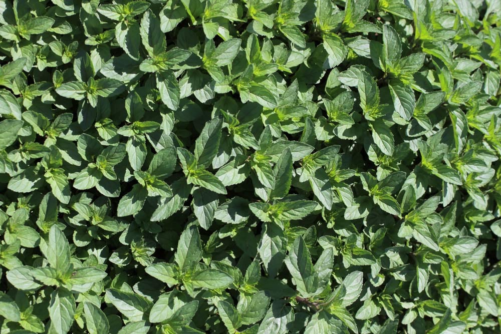 Farm Stories: Organic Fields of Mint