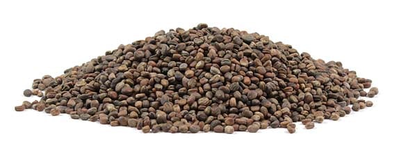 New in the Shop: Organic Rambo Radish Sprouting Seed