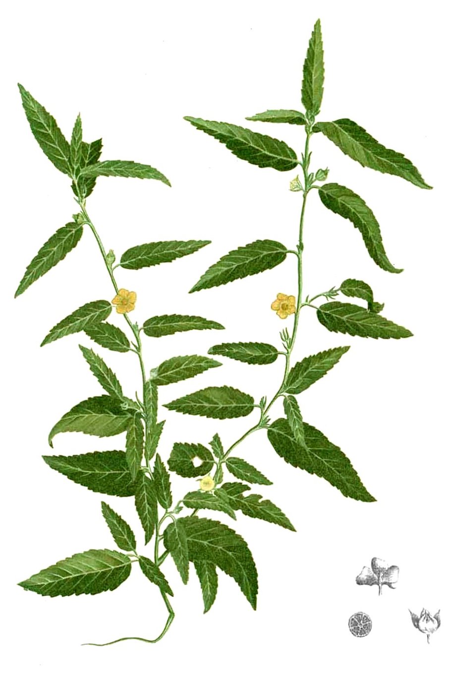 Meet the Herbalist: Emily Ruff + Conference Giveaway!