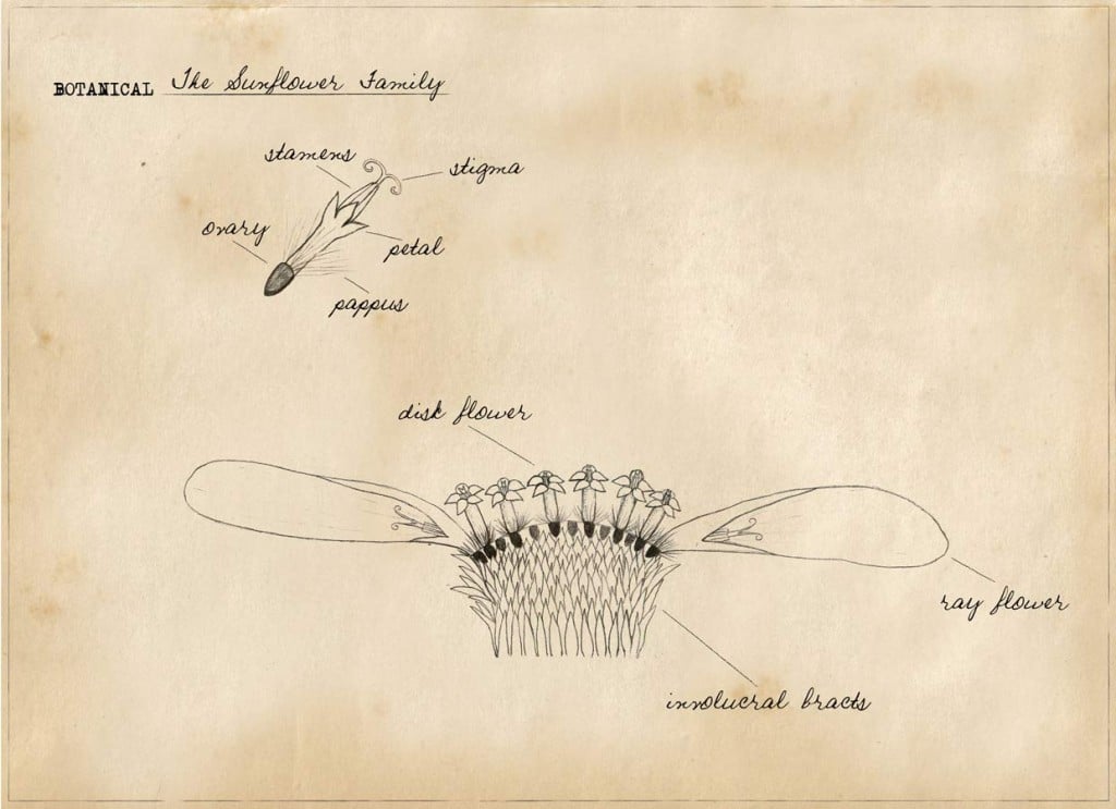 Basic Botany: Sunflower Family