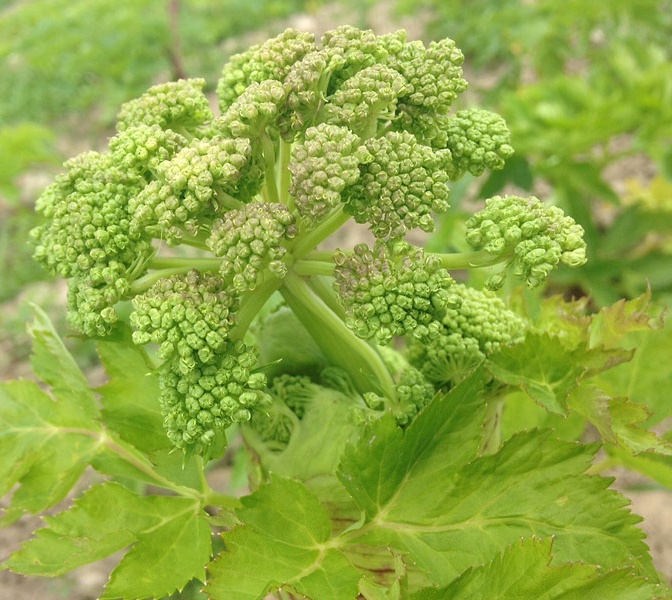 Farm Stories: Cultivation of Apiaceae Plants